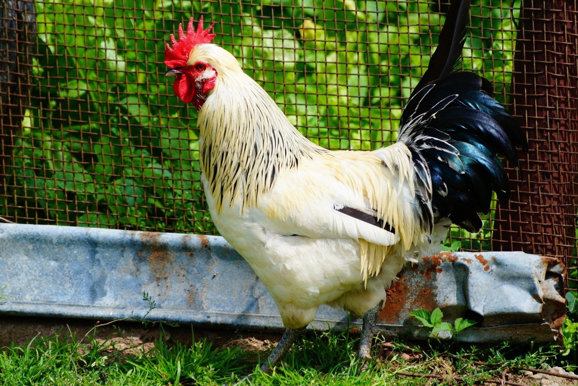 Gaidžio klausimas kaimynus išvarė iš proto - Delfi