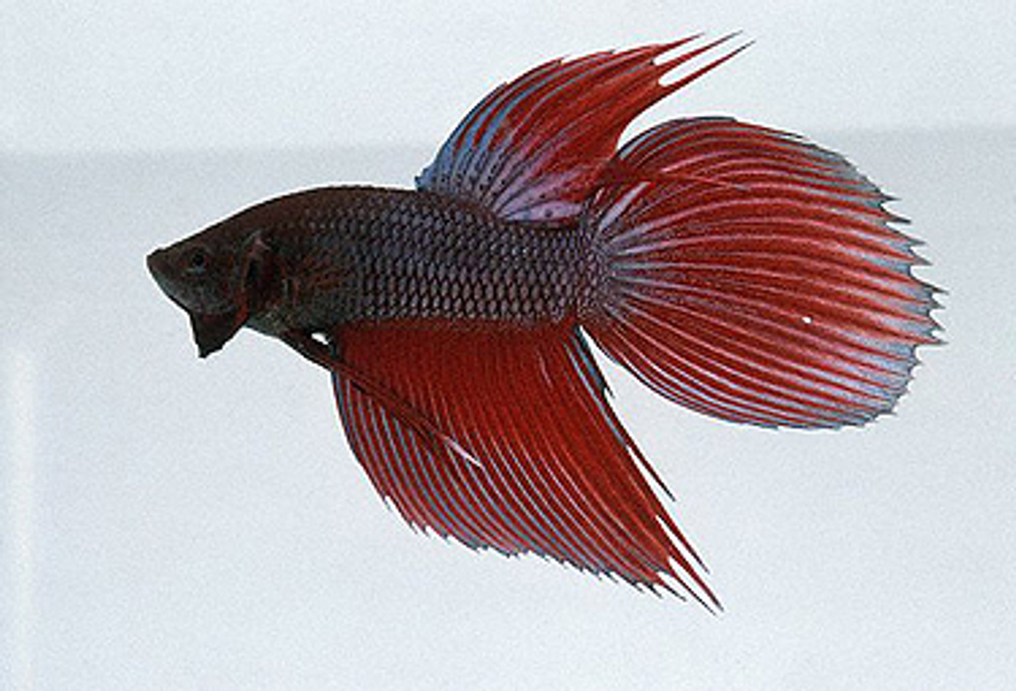 Žuvytės gaideliai pešasi lyg gaidžiai - Delfi gyvenimas