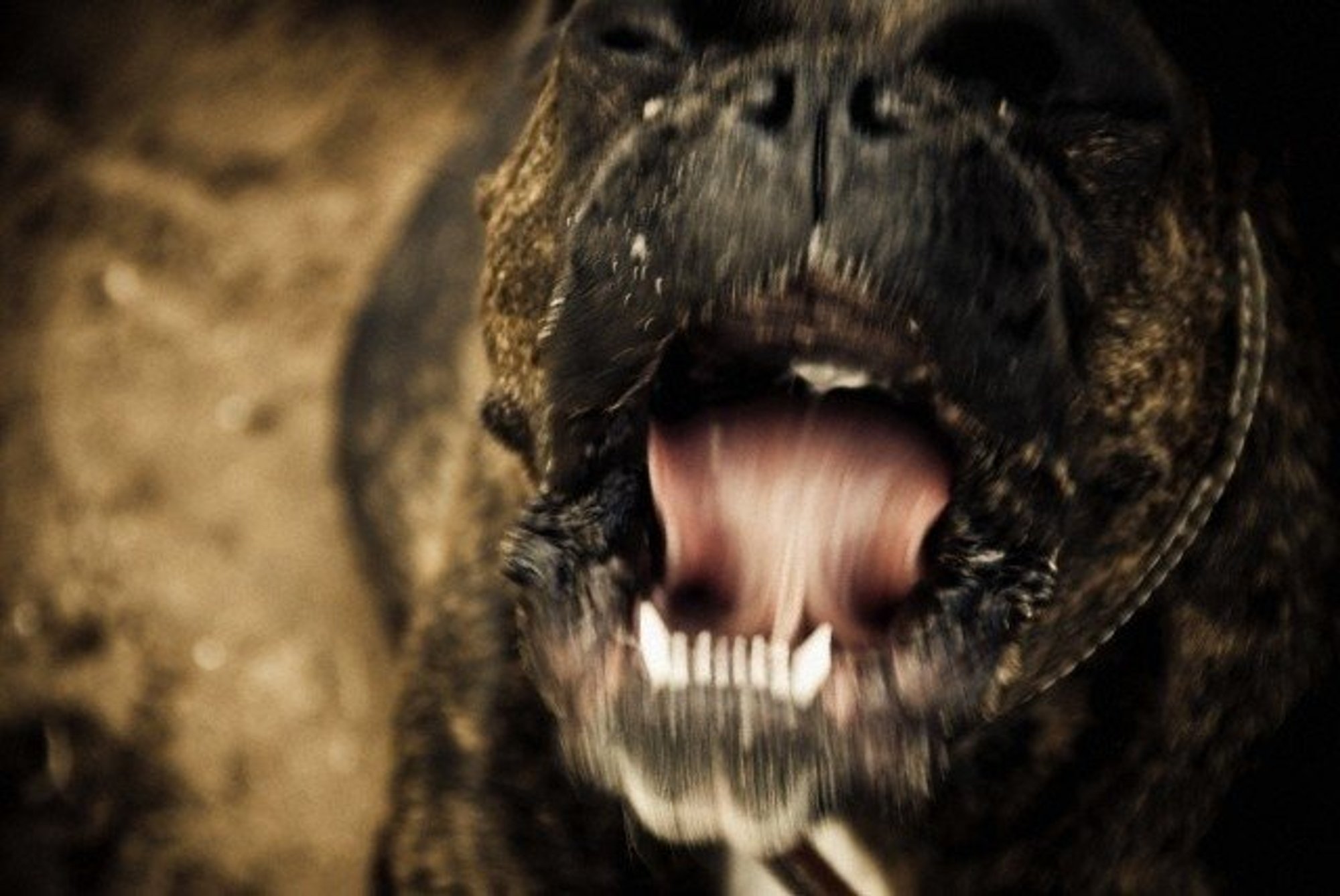 Policininko šuo terorizuoja Rokus? - Delfi