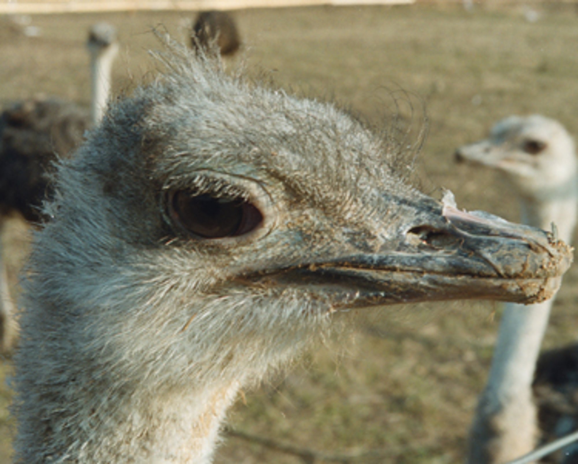 Labiau nei žiemos stručiai bijo streso - Delfi verslas