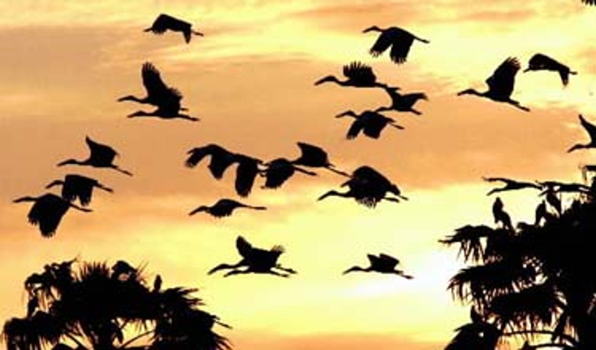 G.Vitkevičiūtė: gandrai ir Kinijoje gandrai - Delfi veidai