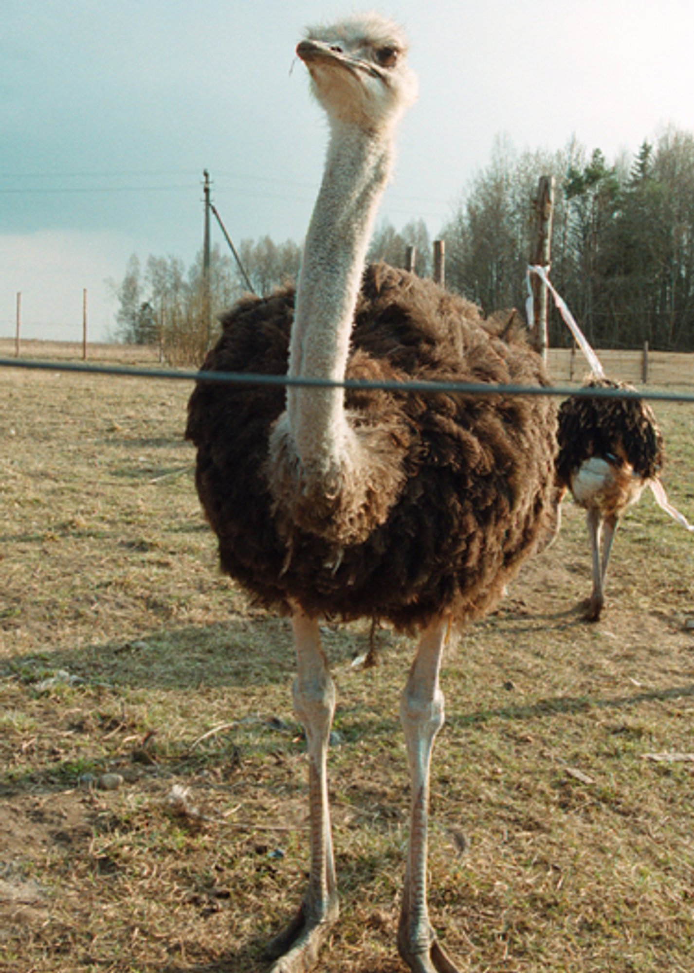 Strutiena su dešrom keliavo pažeidžiant reikalavimus - Delfi verslas