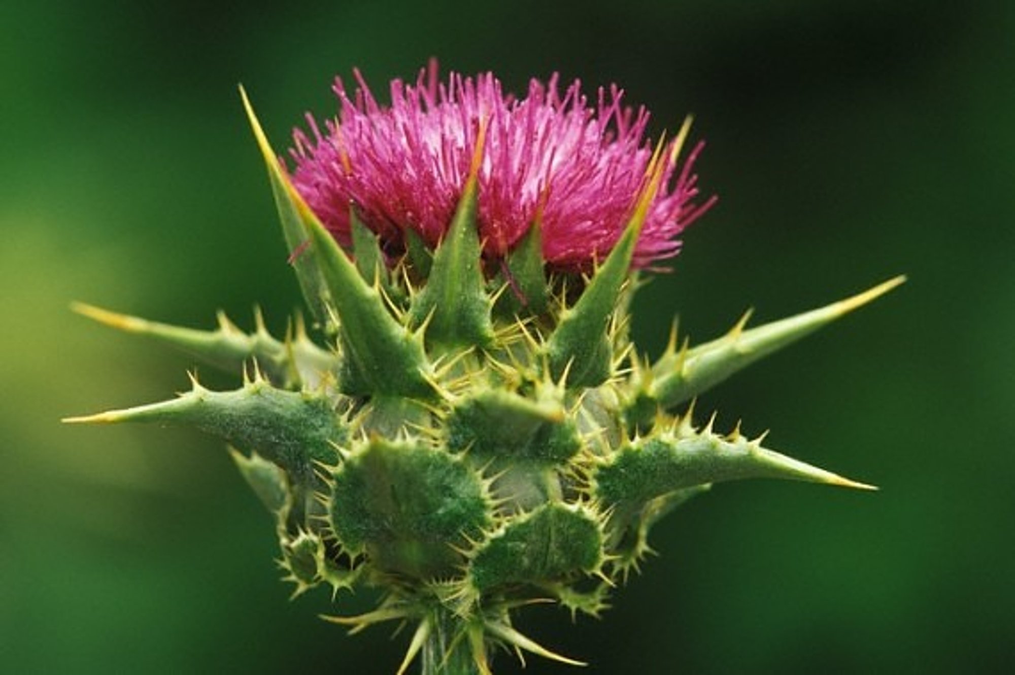 Tikrasis margainis gali padėti chemoterapijos pažeistoms kepenims ...
