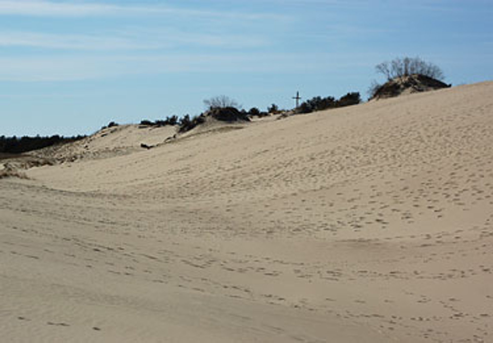 Kopas saugos smėliamėgiai augalai - Delfi mokslas