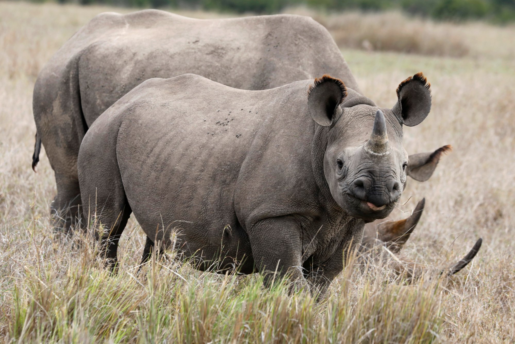 Raganosiai žengia į obligacijų rinką, jiems įkandin gali sekti ir kitos ...