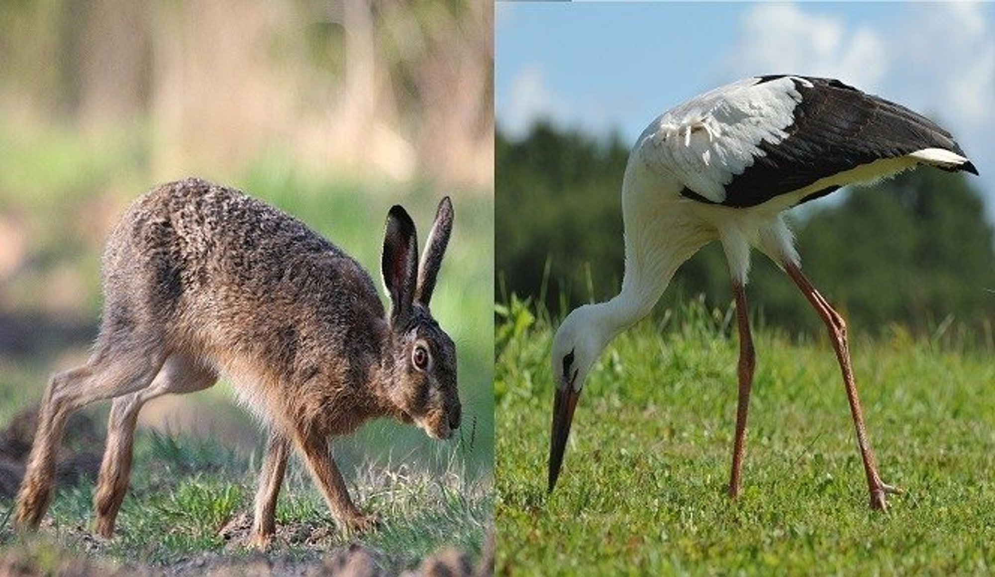 Ar Lietuvos kiškius sulesa gandrai? - Delfi grynas