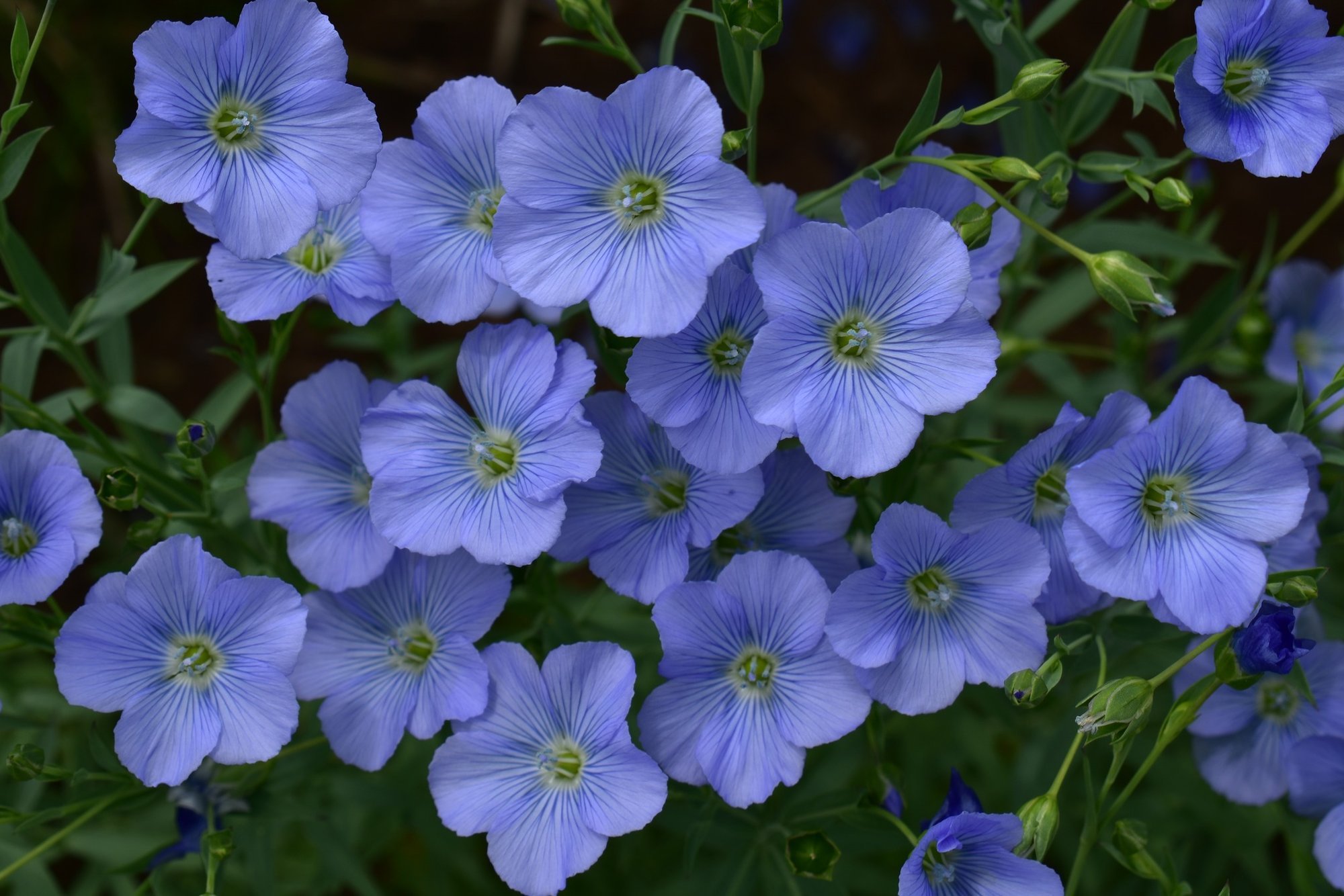 Kerintis vaizdas: Lietuvos laukai mėlynuoja nuo linų - Delfi grynas
