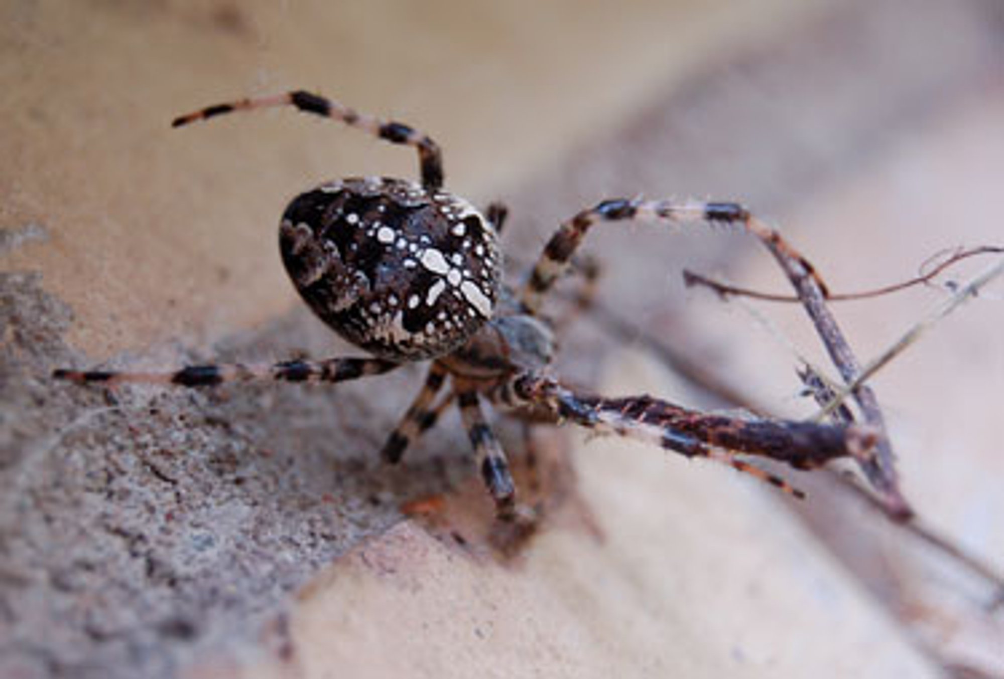 Nauji vorai – klimato kaitos pranašai - Delfi mokslas