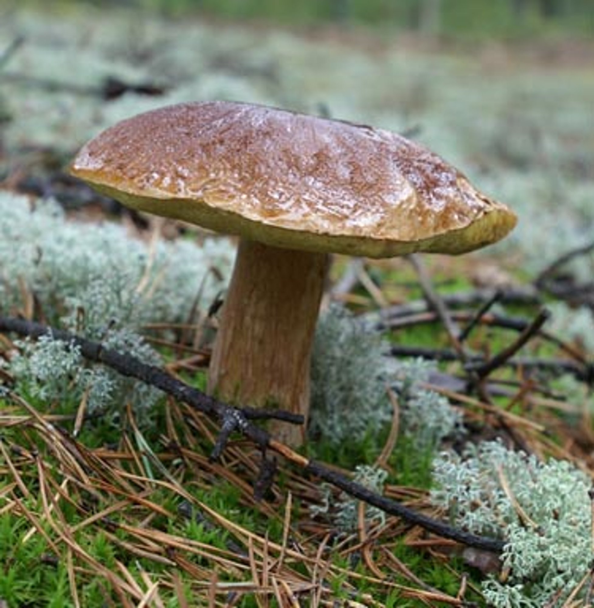 Grybų apdorojimo būdai - Delfi gyvenimas