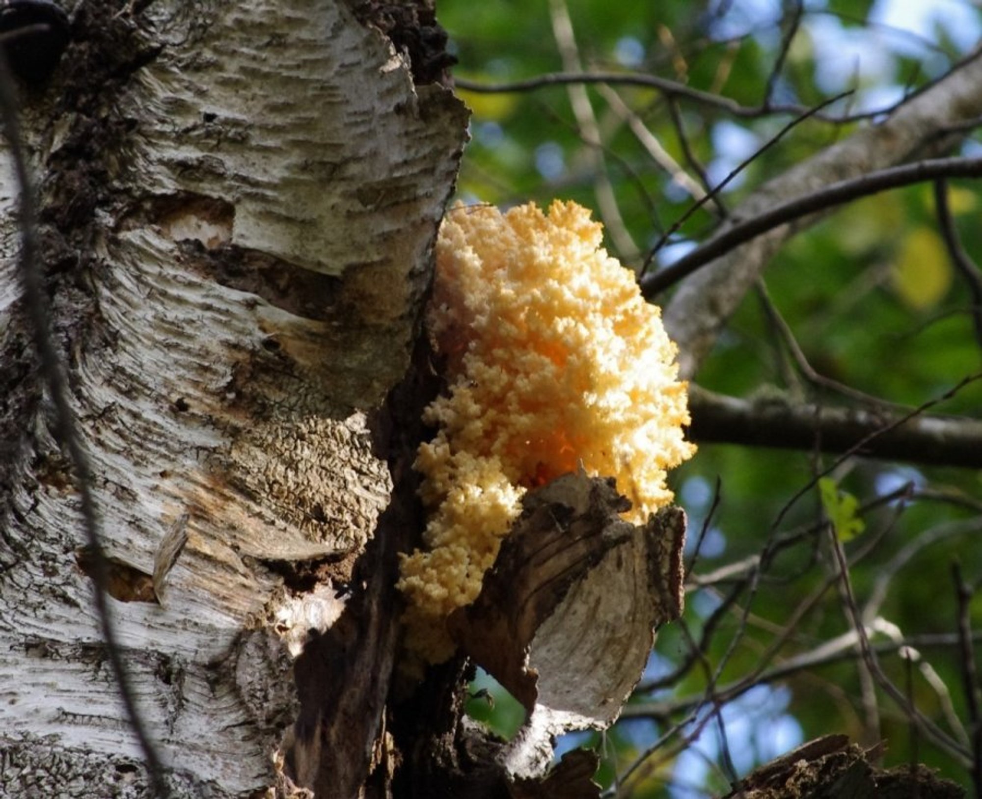 Neries regioniniame parke rastas koralą primenantis grybas - Delfi grynas