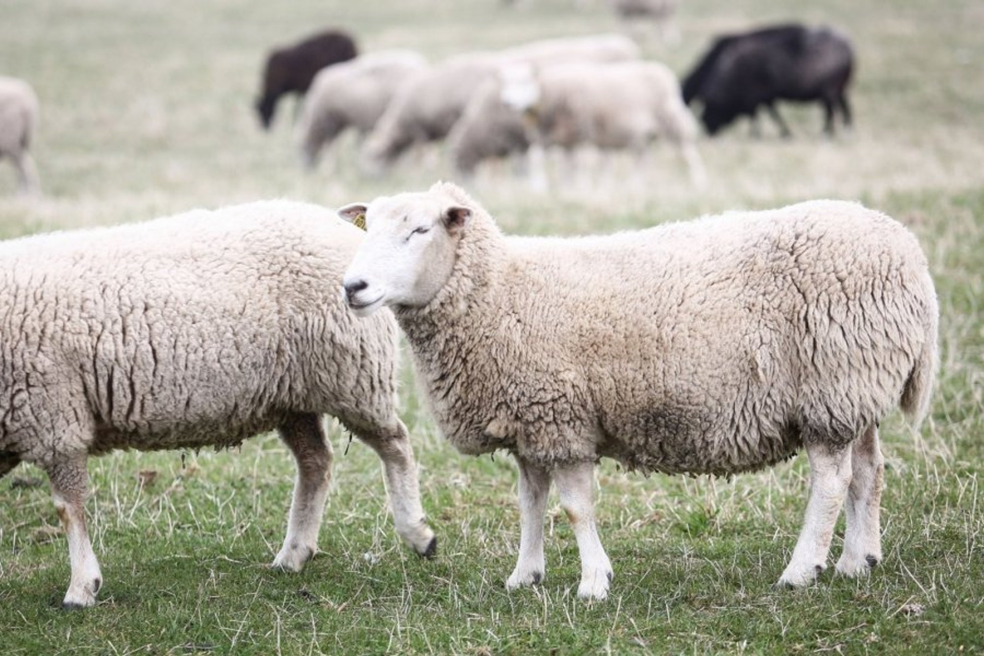 Dar viename rajone vilkai ėmė pjauti avis: iki šiol čia nieko panašaus ...