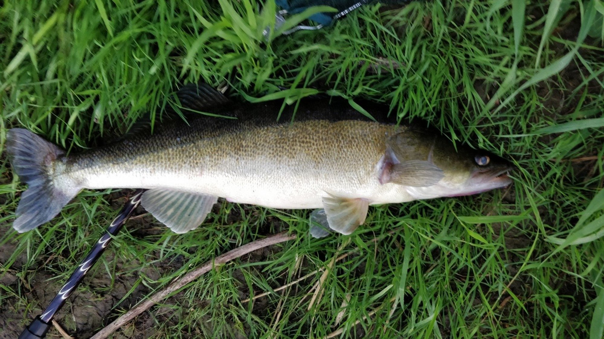 Starkis ir Minija: laimikis ilgai nenorėjo pasiduoti - Kablys.lt