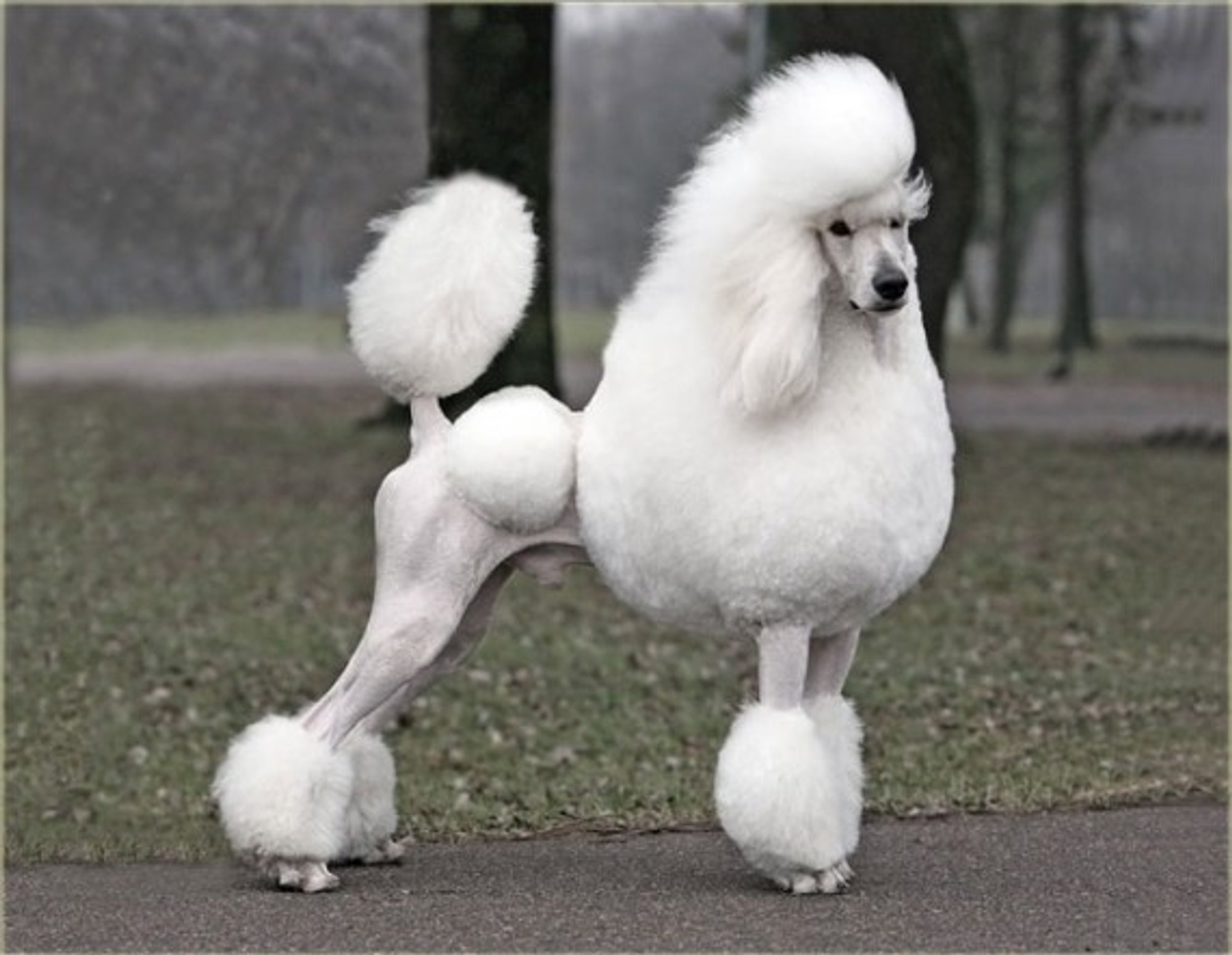 Protingas ir galantiškas kavalierius – pudelis - Delfi gyvenimas