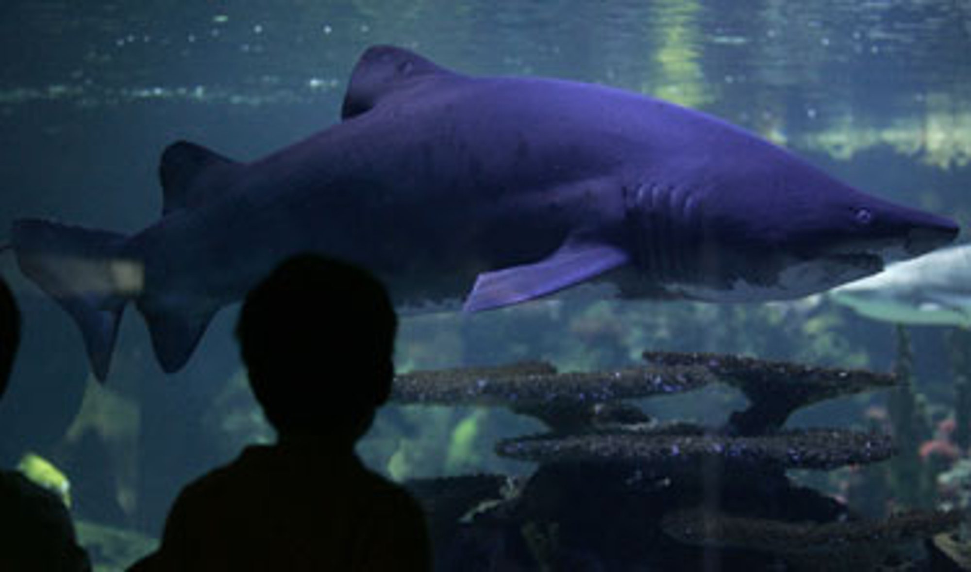 Viduržemio jūros rykliai ties išnykimo riba - Delfi mokslas