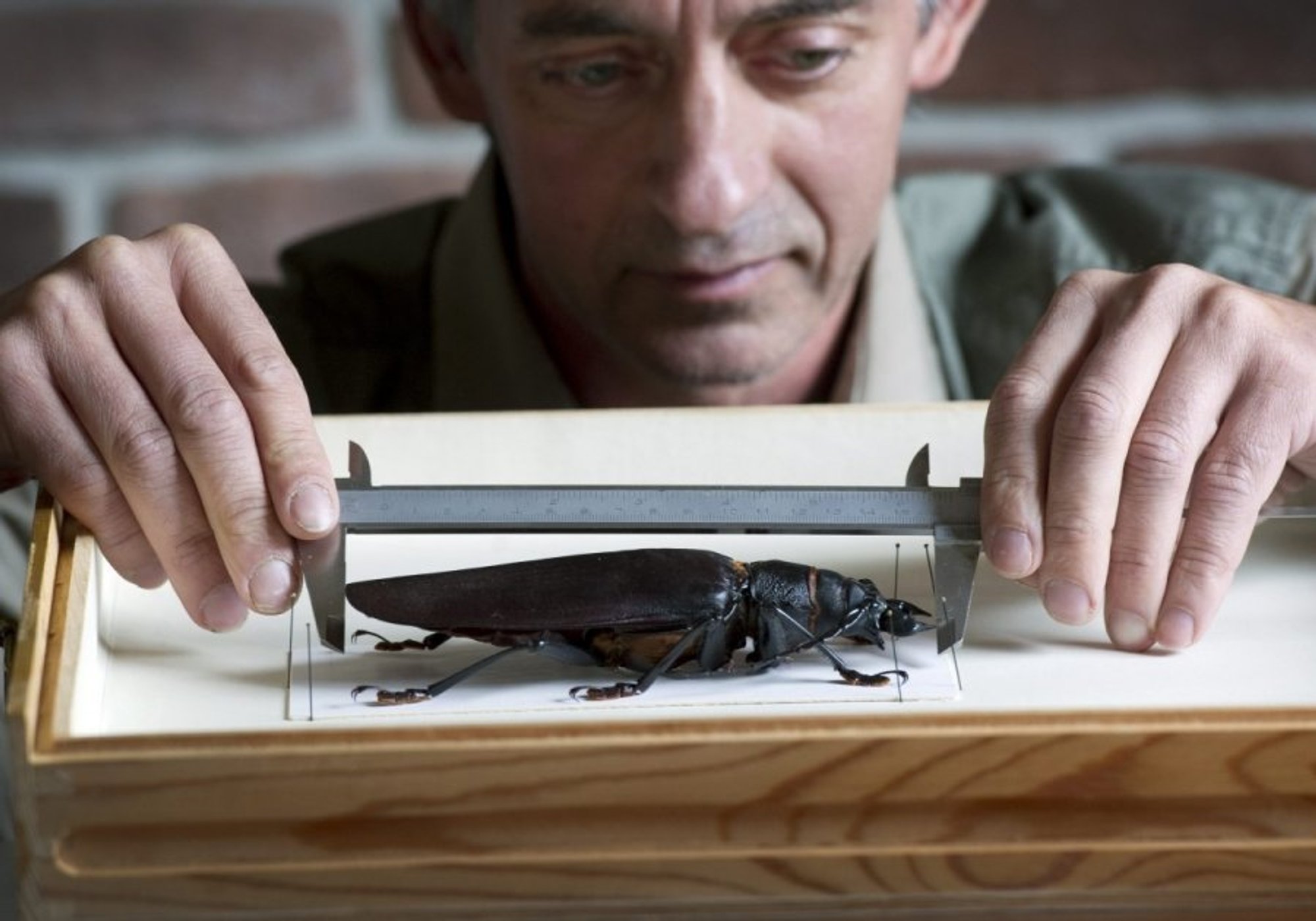 Didžiausias pasaulio vabalas gali pieštuką perlaužti per pusę - Delfi ...