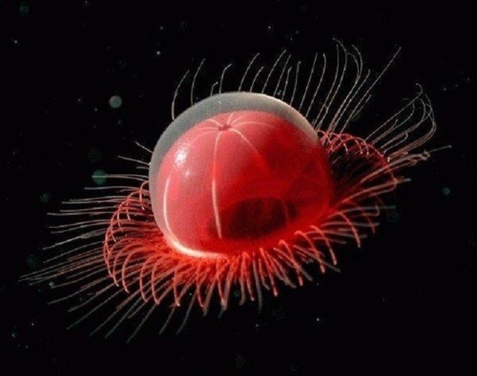 Giliausia pasaulio vieta knibždėte knibžda gyvybe - Delfi grynas