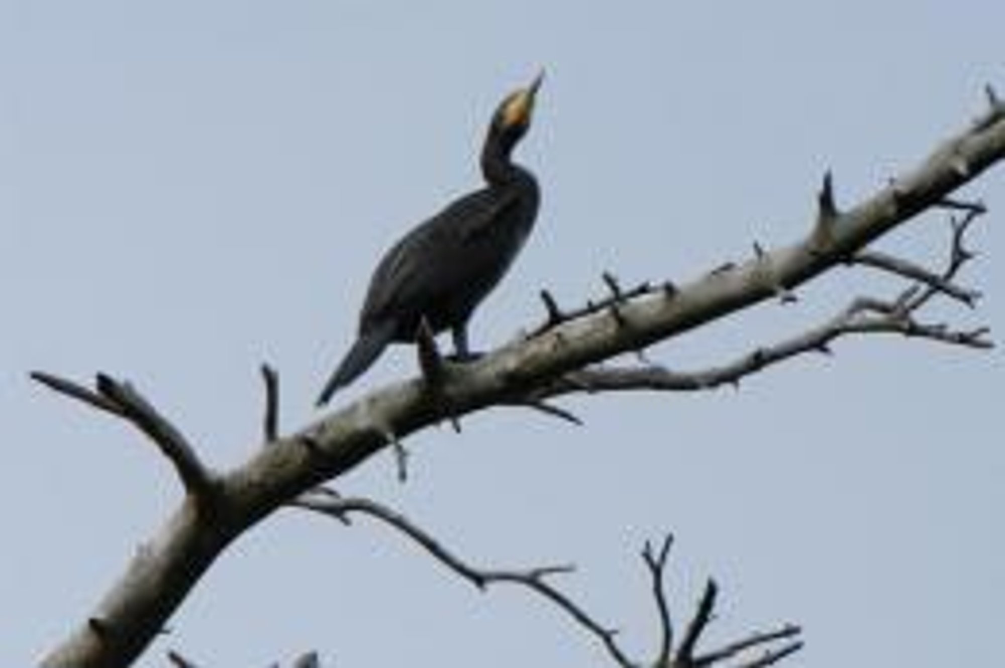 Nušauti kormoranai keliaus ant pietų stalo - Delfi mokslas
