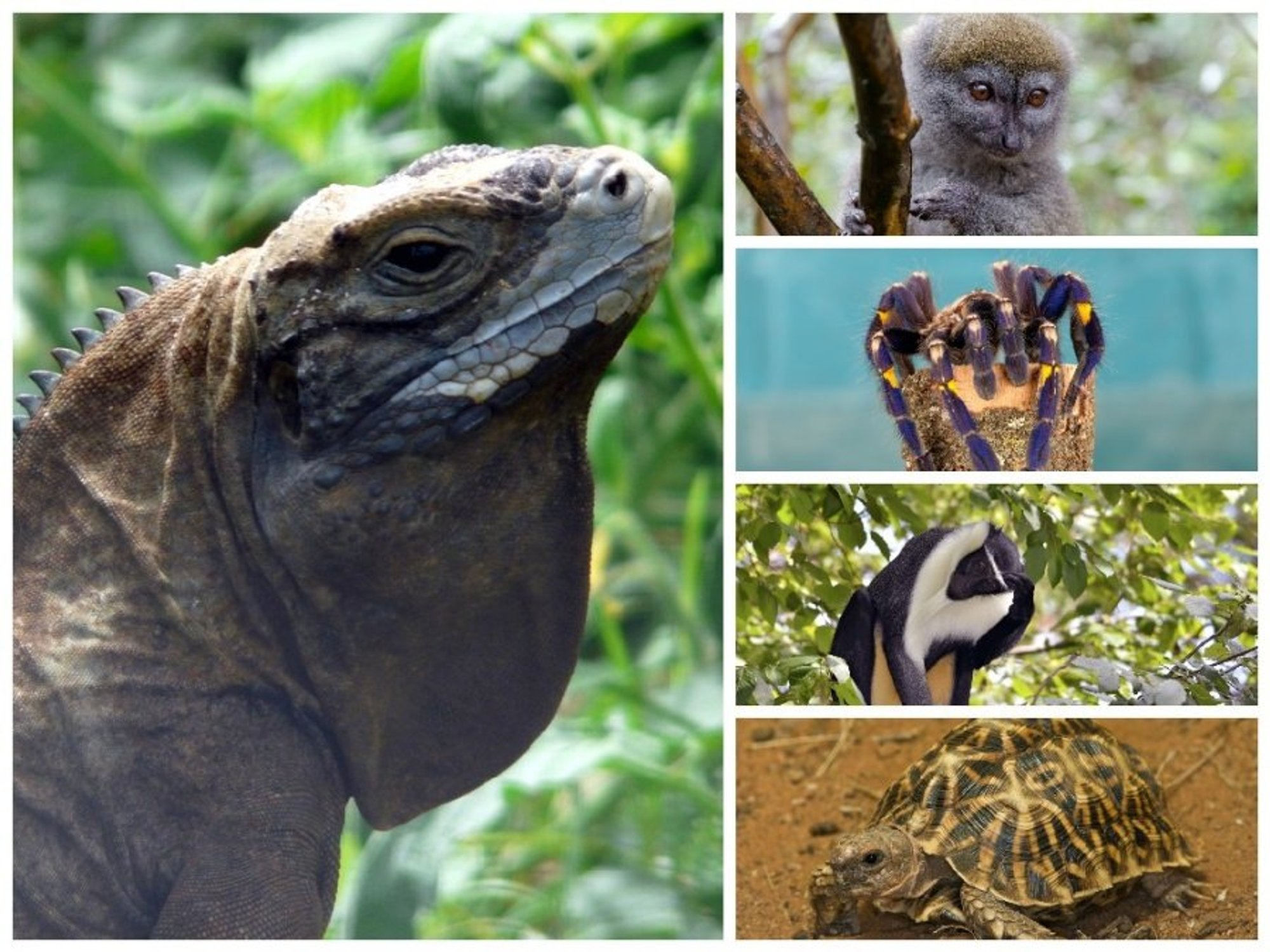 7 rečiausi pasaulio gyvūnai: kai kurių laisvėje sutikti nenorėtumėt ...