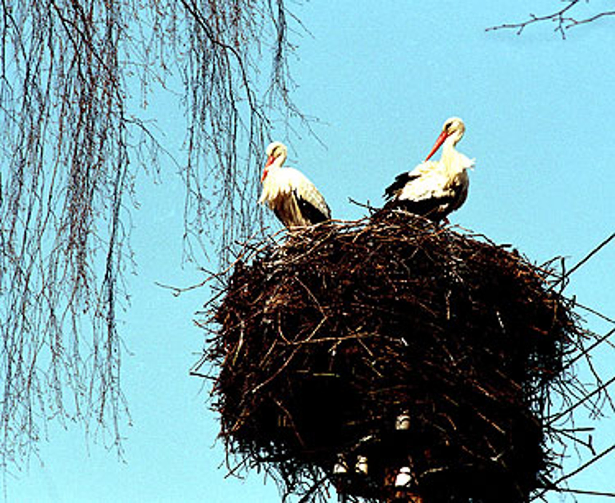 Lietuvoje prasideda tarptautinė baltųjų gandrų apskaita - Delfi mokslas