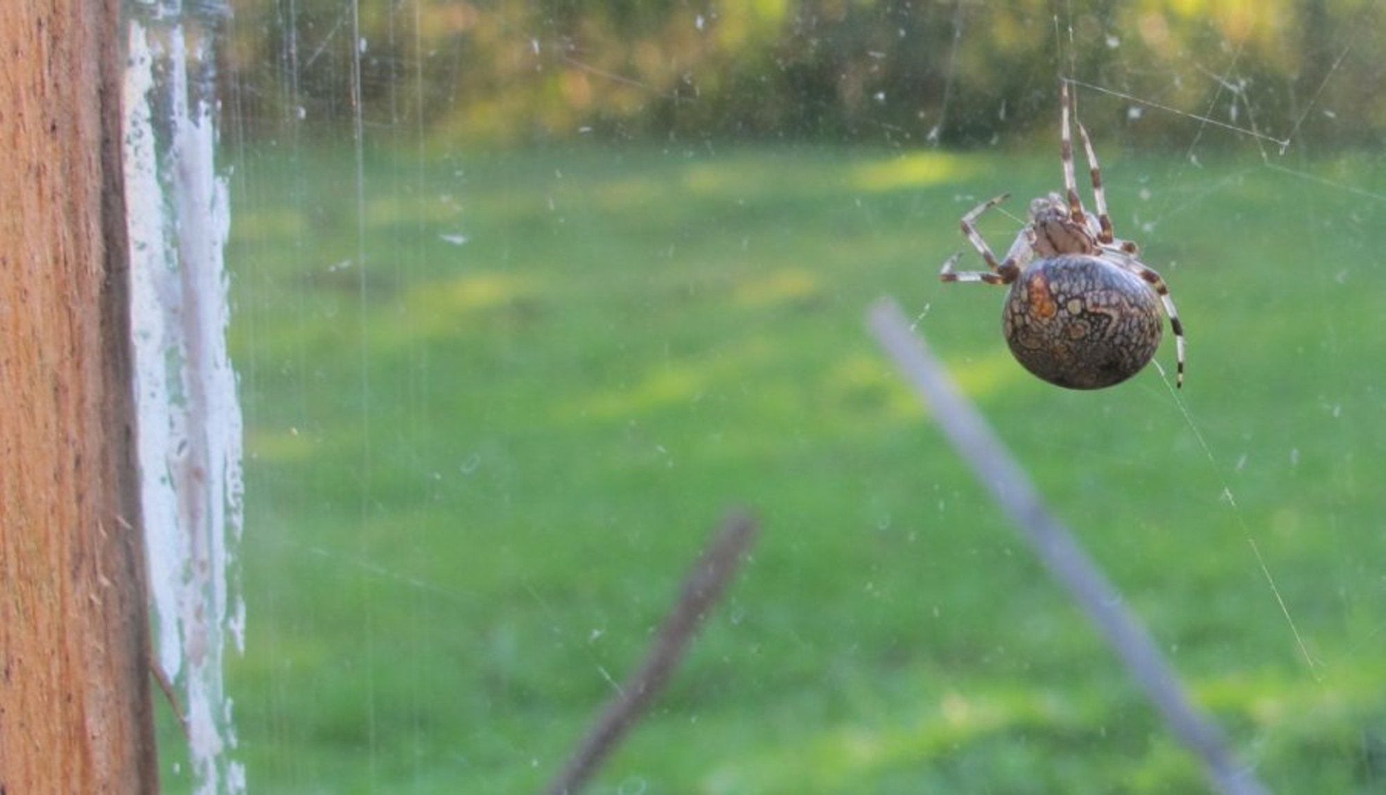 Kaip vorai įvilioja vabzdžius į voratinklius? - Delfi grynas