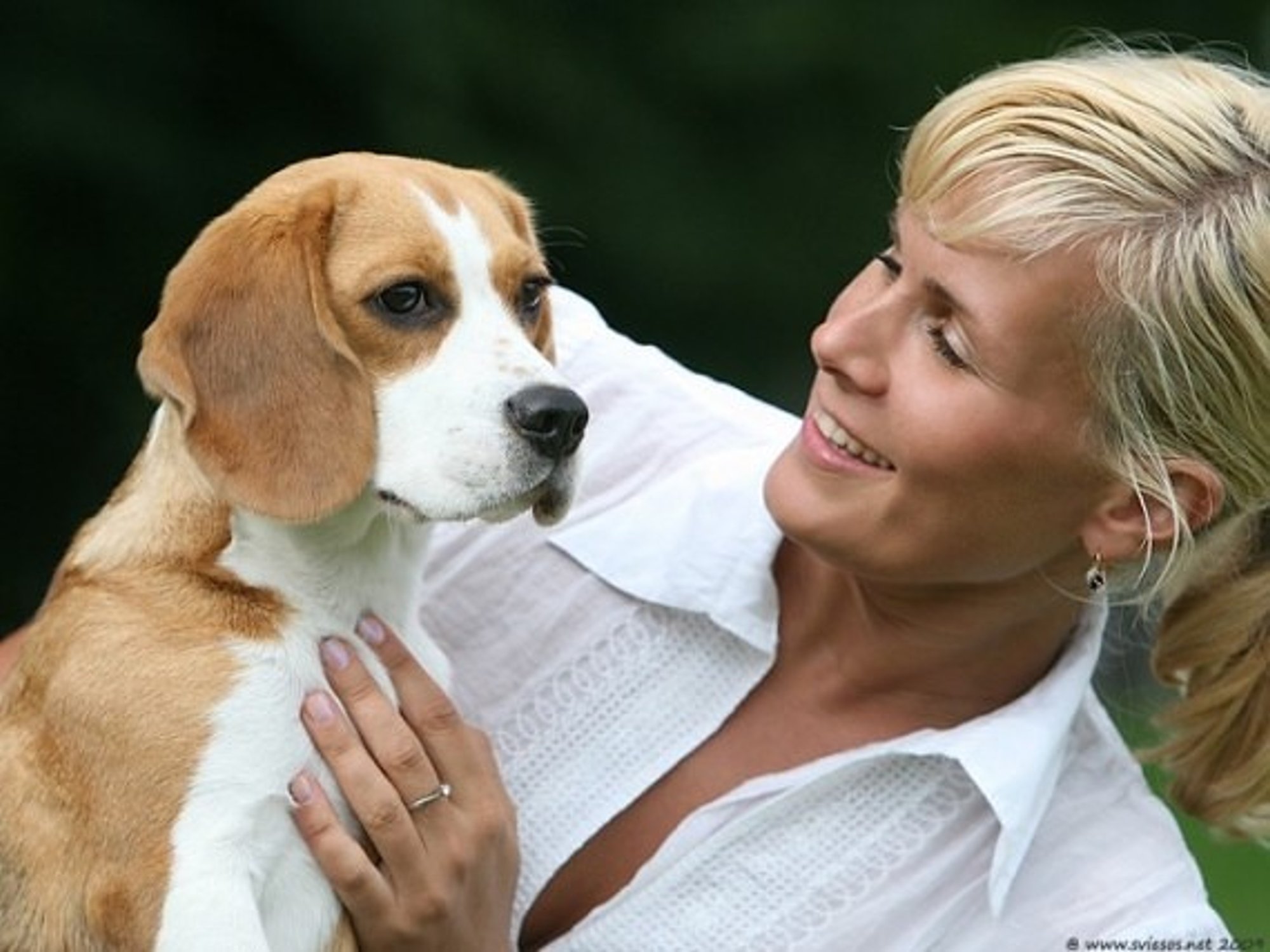 Biglis: medžioklės palydovas, parodų favoritas - Delfi gyvenimas