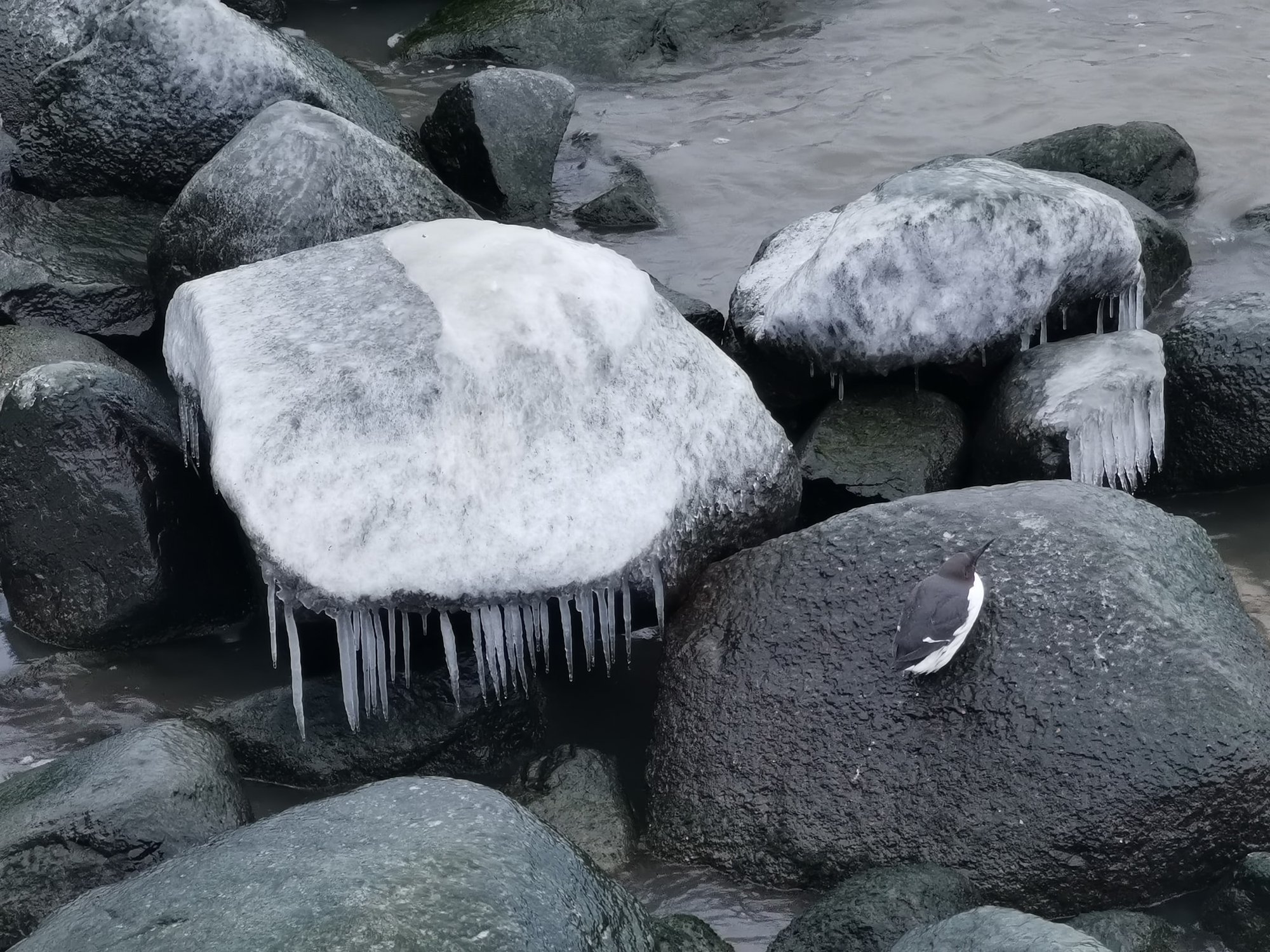 Reti Lietuvos lankytojai – „pingvinai“ nuo Švedijos krantų: vienas jų ...