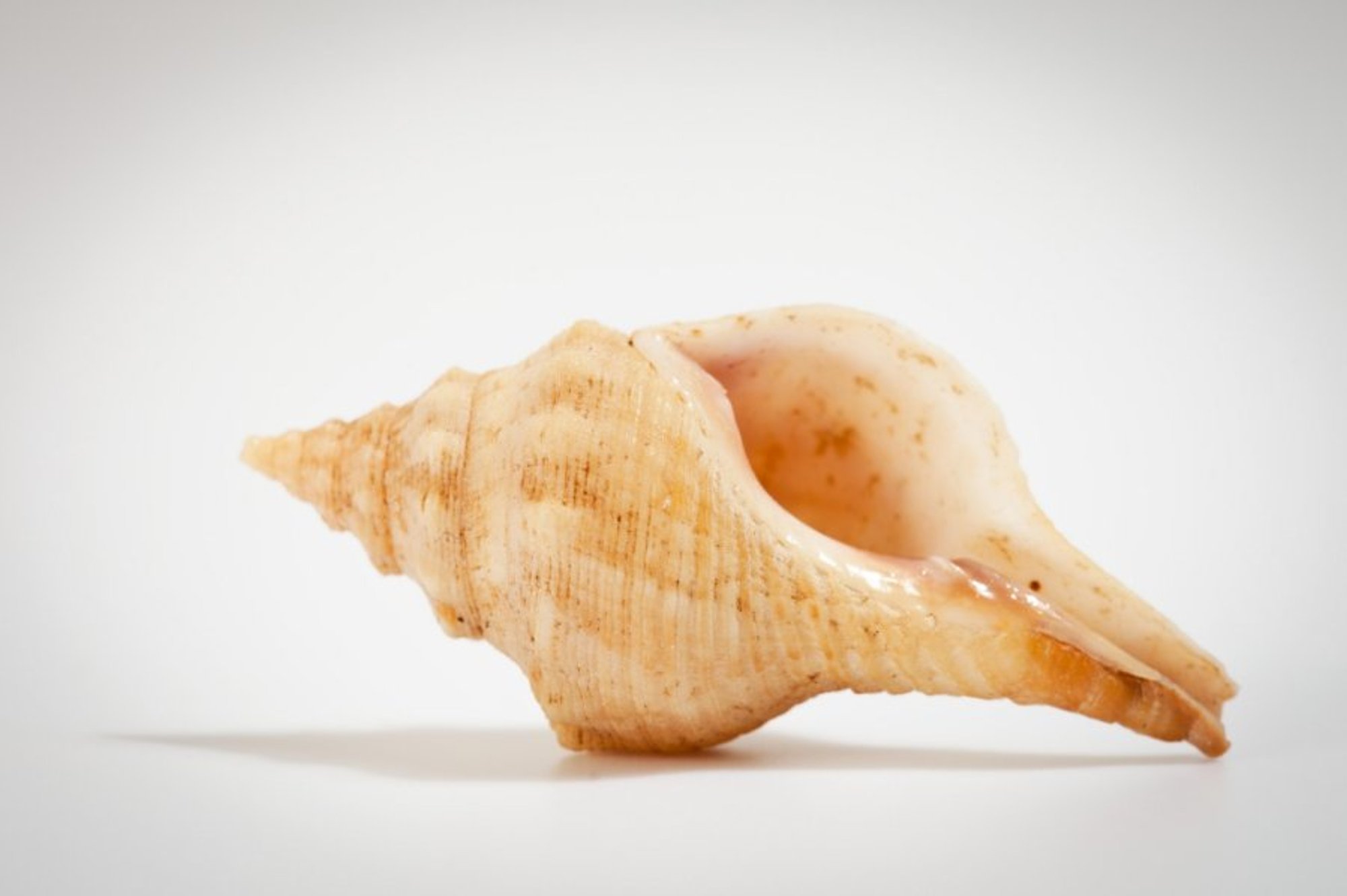 Jūrų muziejaus parodoje - kriauklės V.Adamkaus ir V.Landsbergio vardais ...