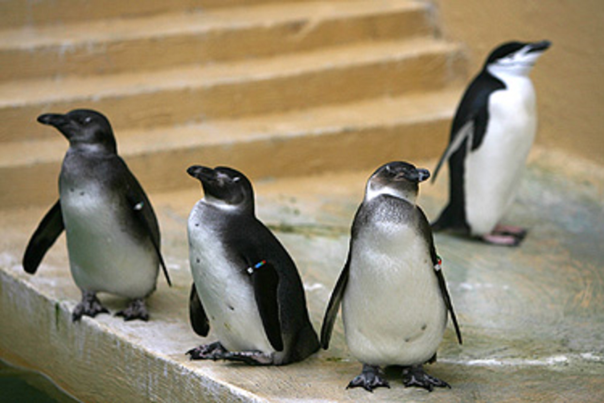 Dinozaurai kvėpavo kaip pingvinai - Delfi mokslas