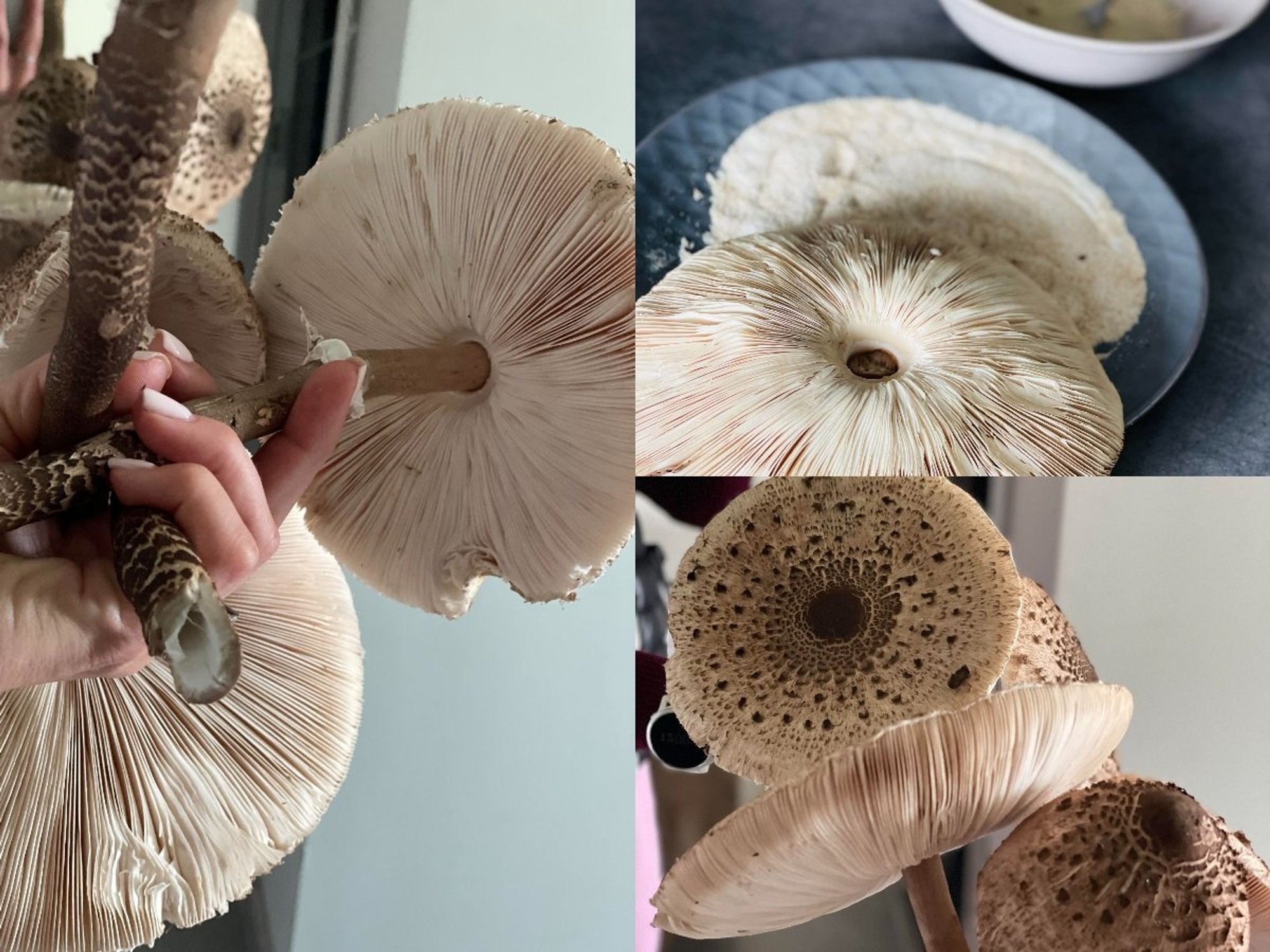 Nauja grybautojų mada: tai ypatingo skonio valgomas grybas ar baltoji ...