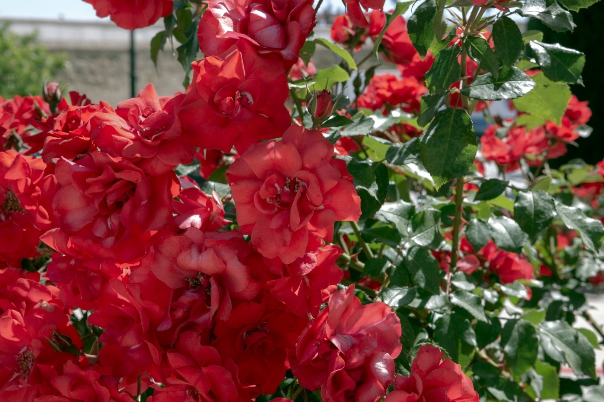Tinkamas rožių paruošimas žiemai, kad kitąmet žydėtų - Delfi agro