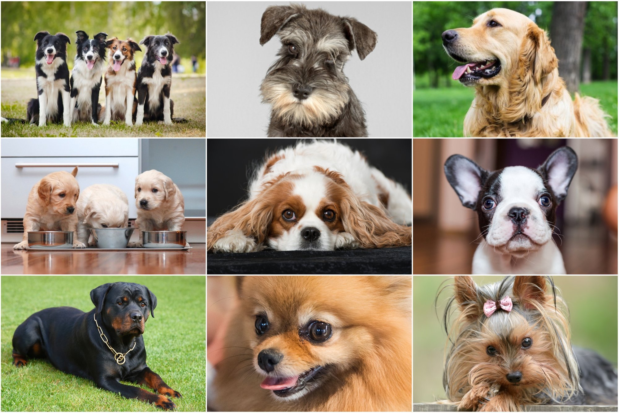 Šunų veislės: kaip išsirinkti tinkamiausią šeimos draugą? - Letena.lt