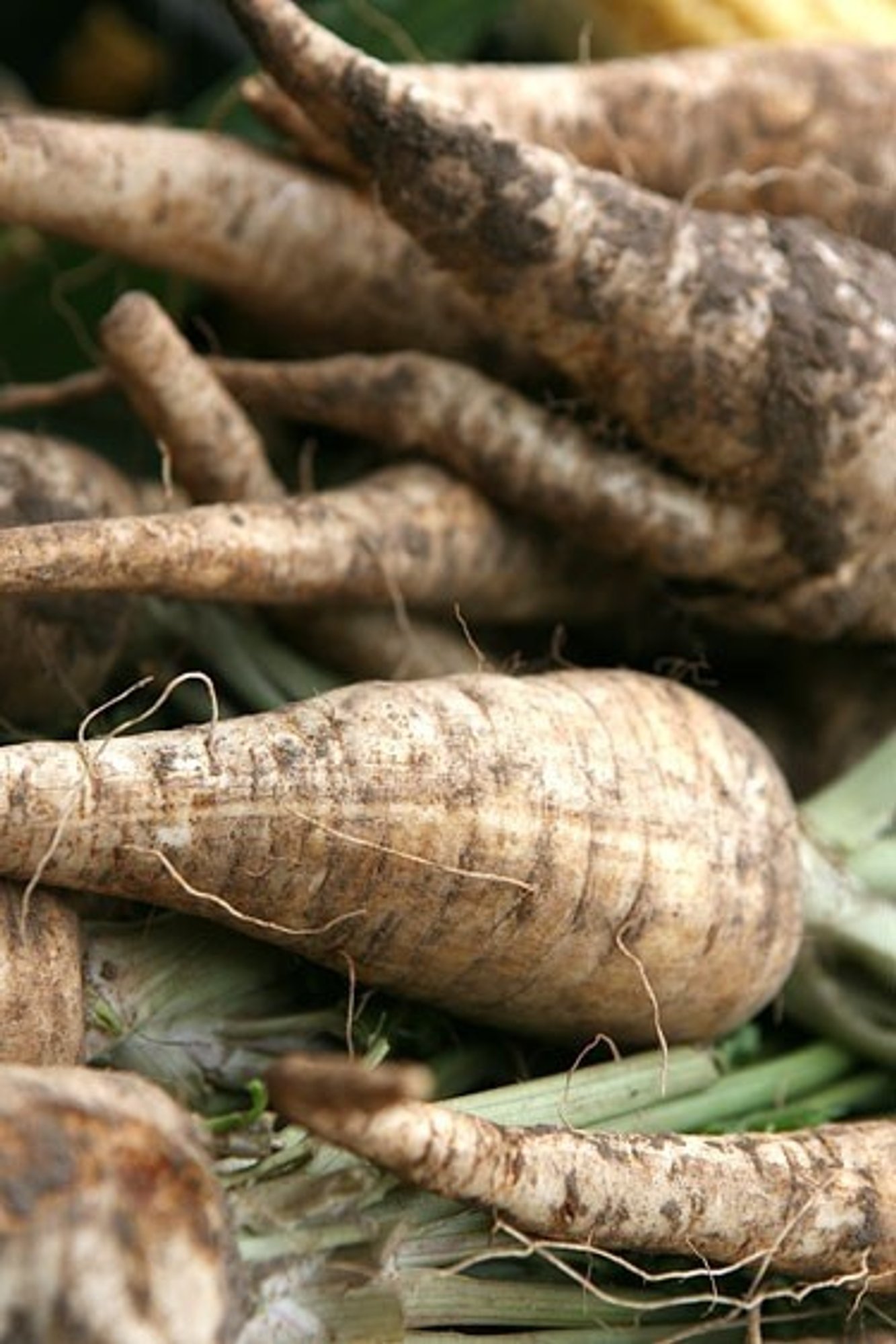 Pastarnokai - džiaugsmo daržovė - Delfi