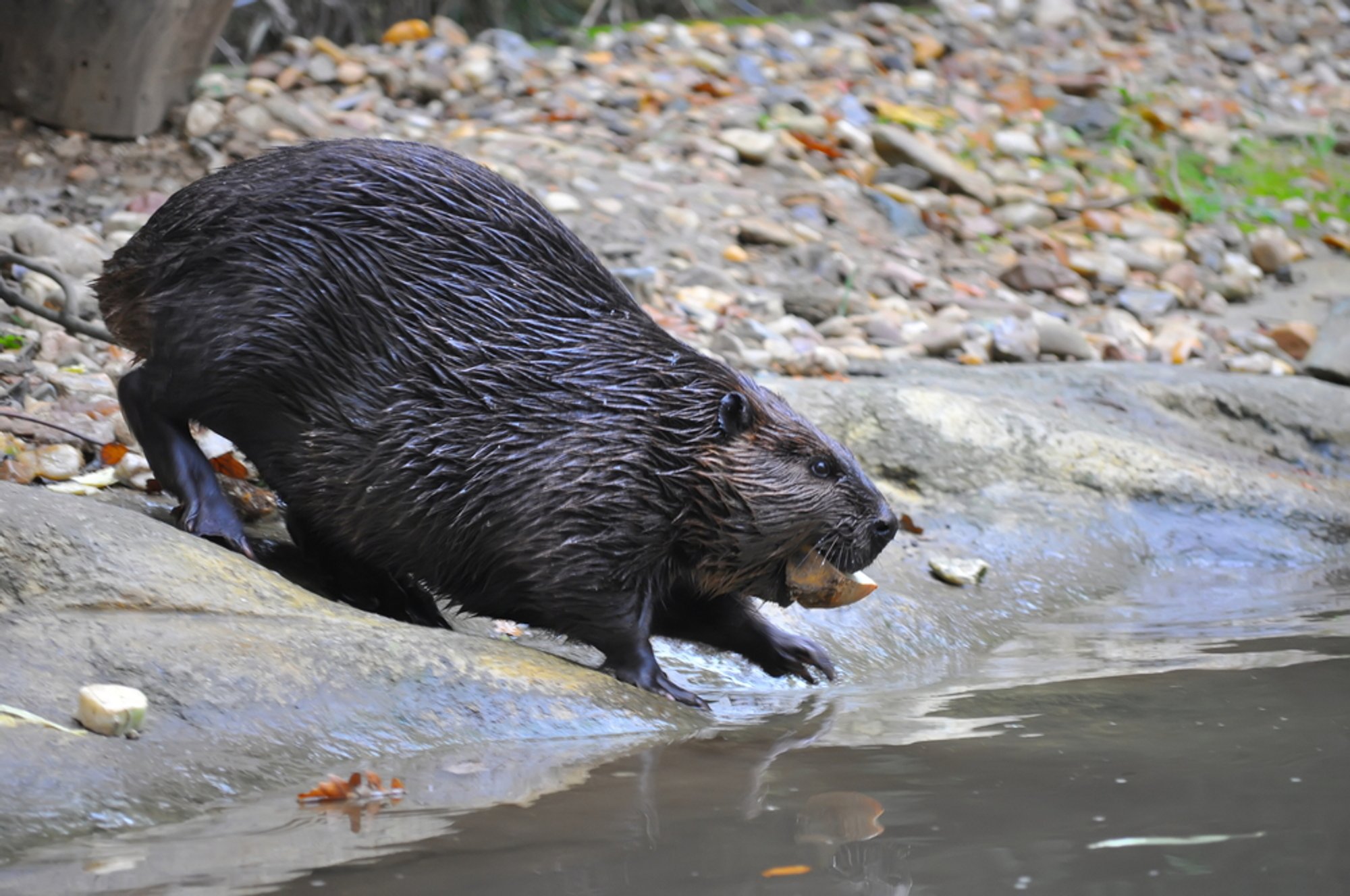 Bebrai grasina paskandinti Uteną - Delfi grynas