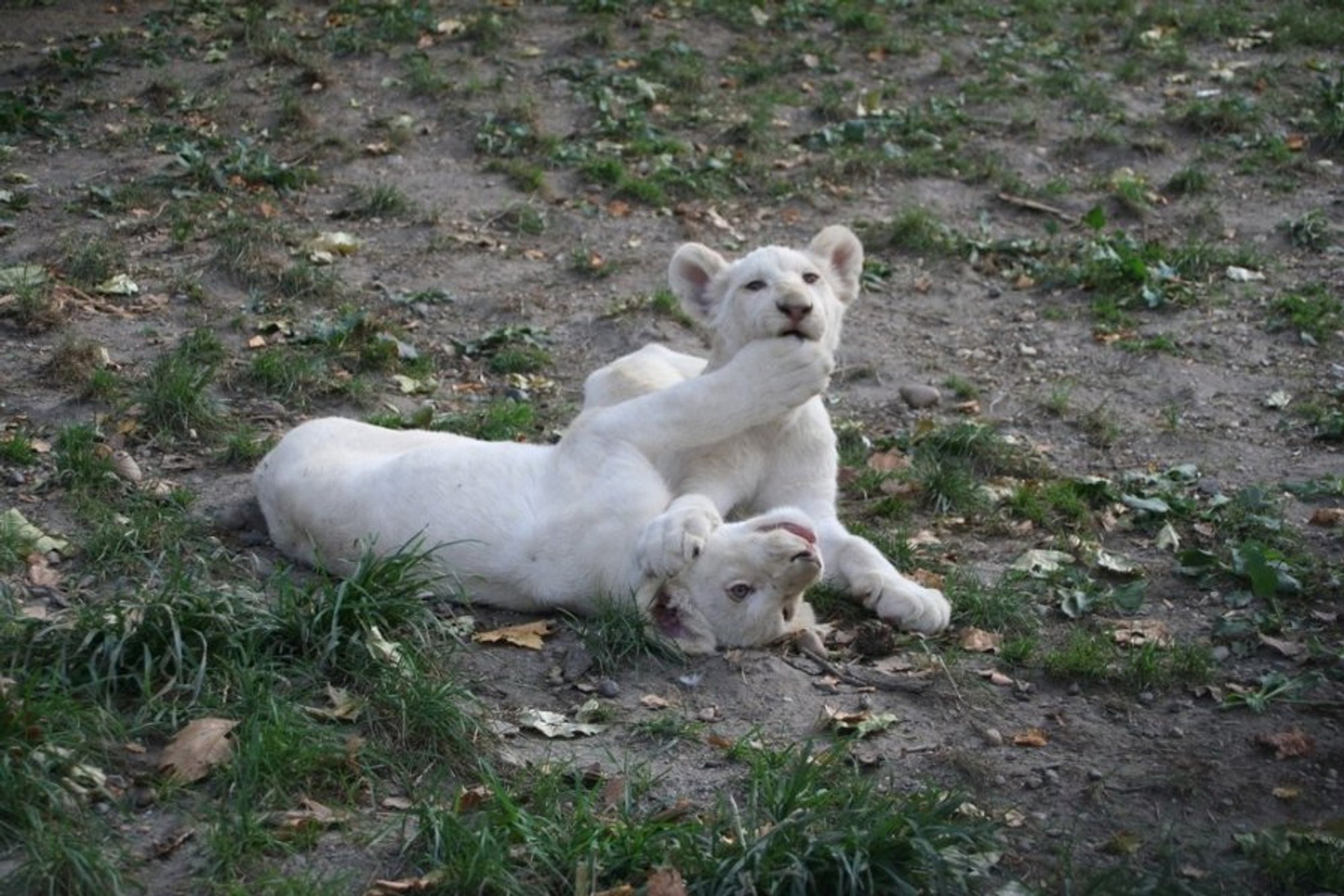 Tailandiečio godumas: 14 albinosų liūtų, jaučiaragis ir surikatos ...