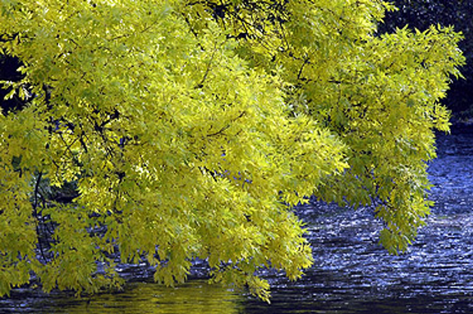 Minijos upėje ties Priekule vanduo užterštas - Delfi sveikata