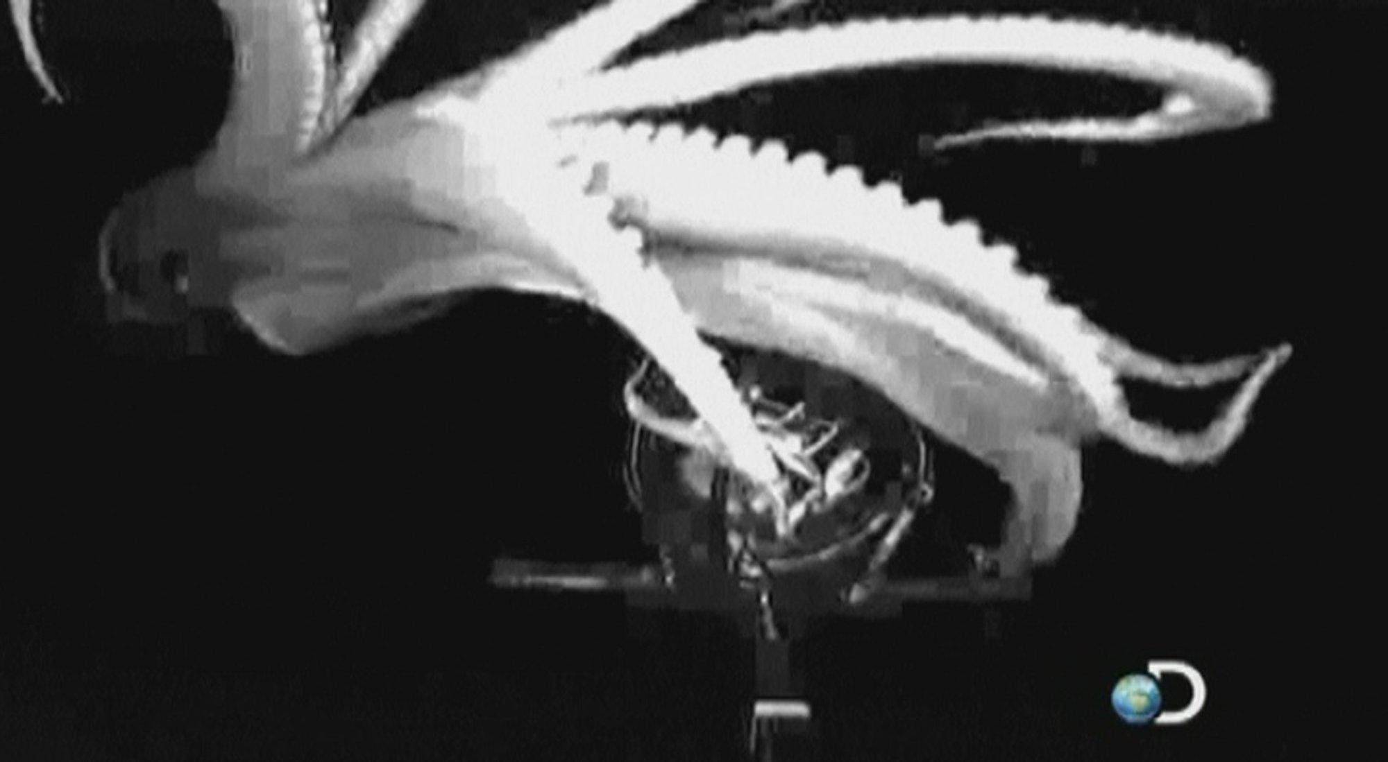 Milžiniškas kalmaras puolė organizacijos „Green Peace“ povandeninį ...