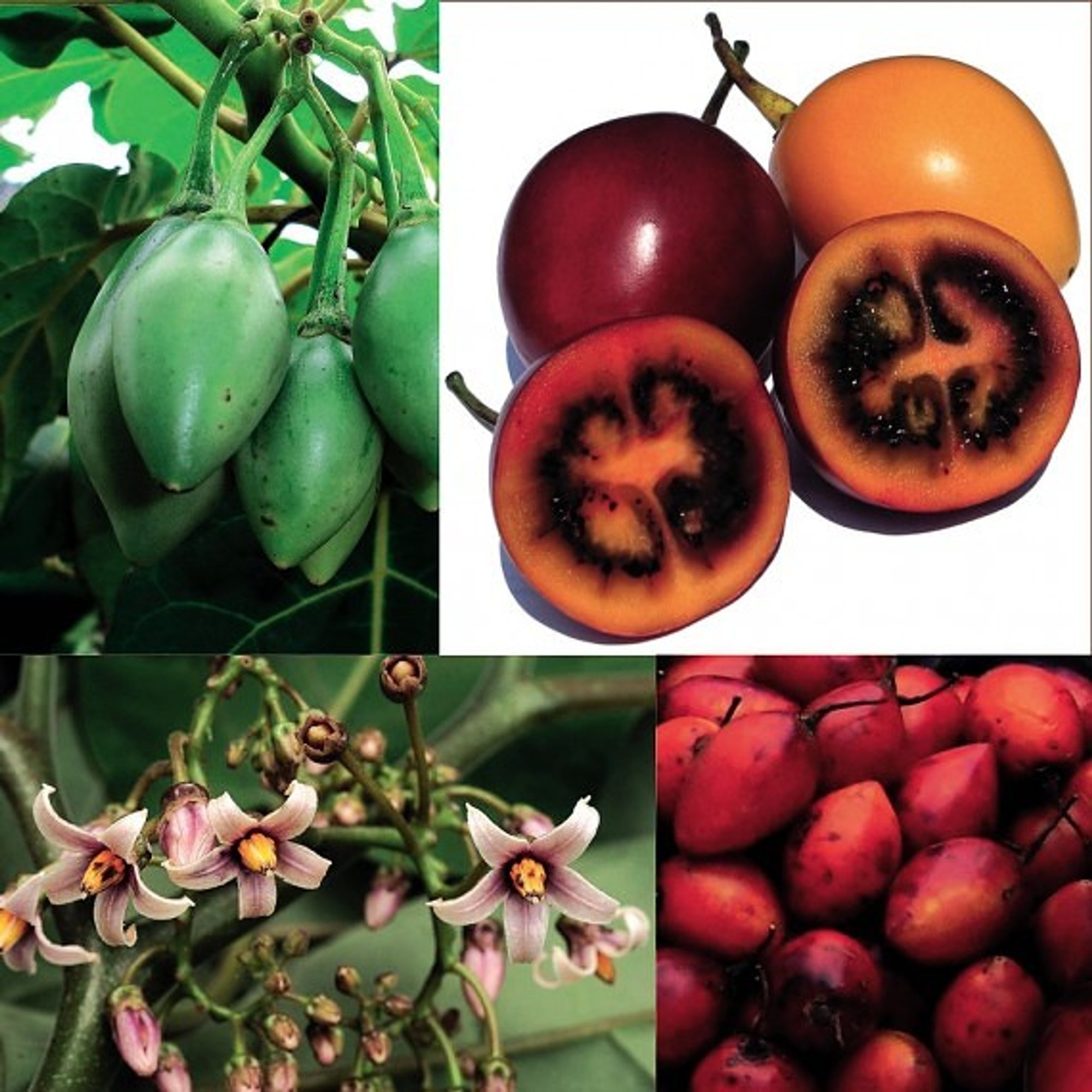 Pomidorų medis veda „tamarillo“ - Delfi gyvenimas