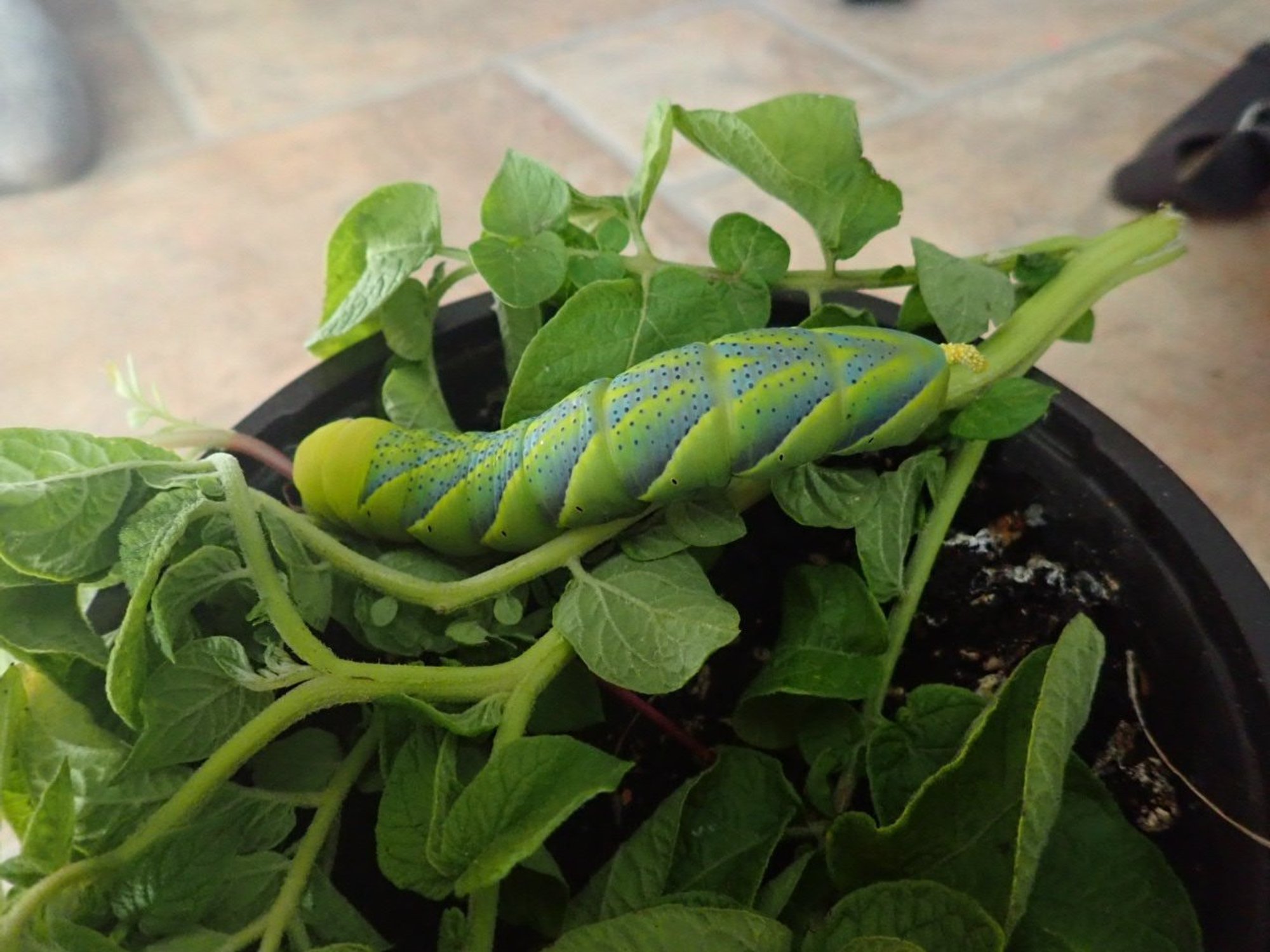 Įspūdingi drugiai – kaukolėtieji sfinksai: juos pamatyti pasiseka ...