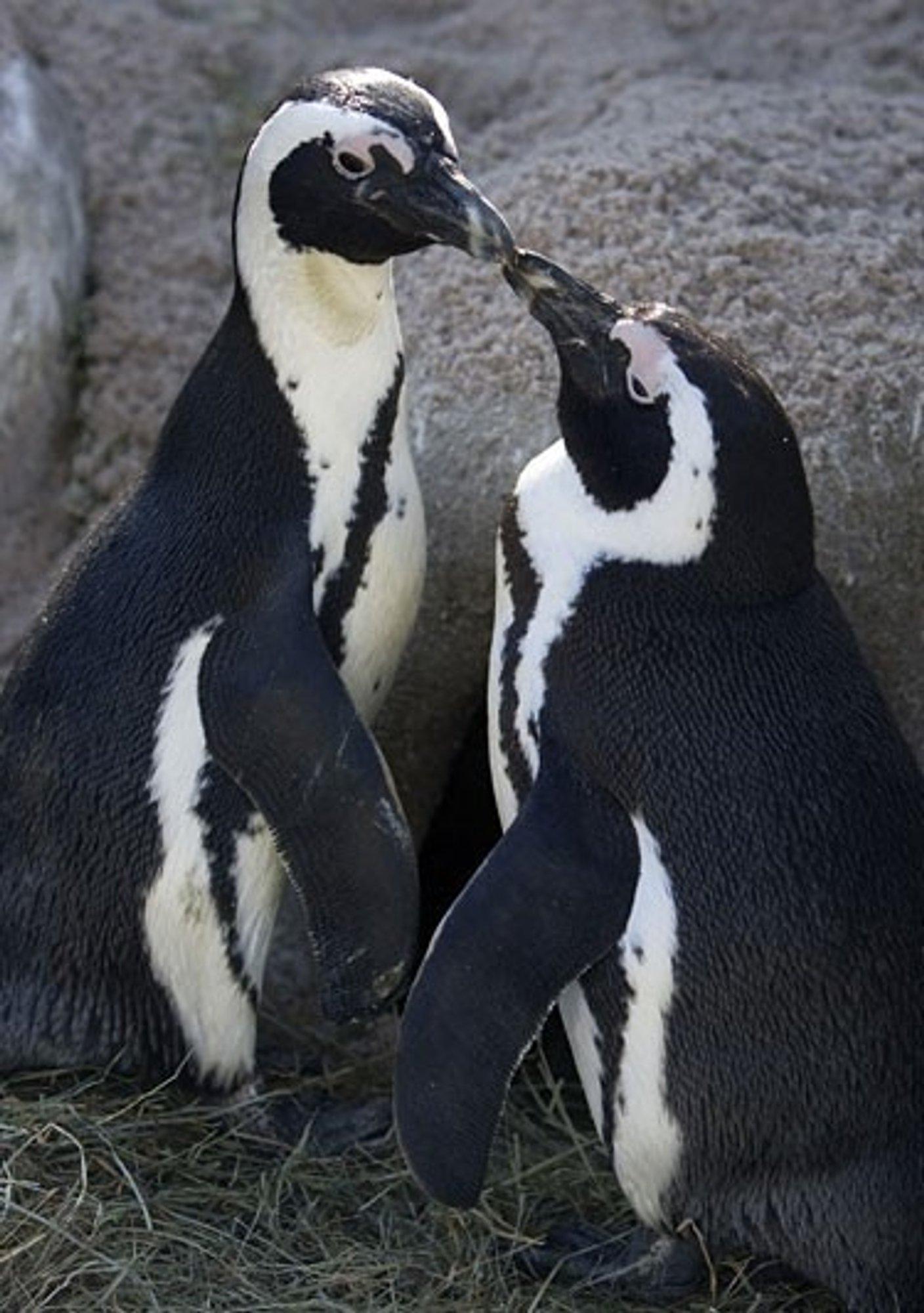 Pingvinų patinų pora išaugino pingviniuką - Delfi grynas