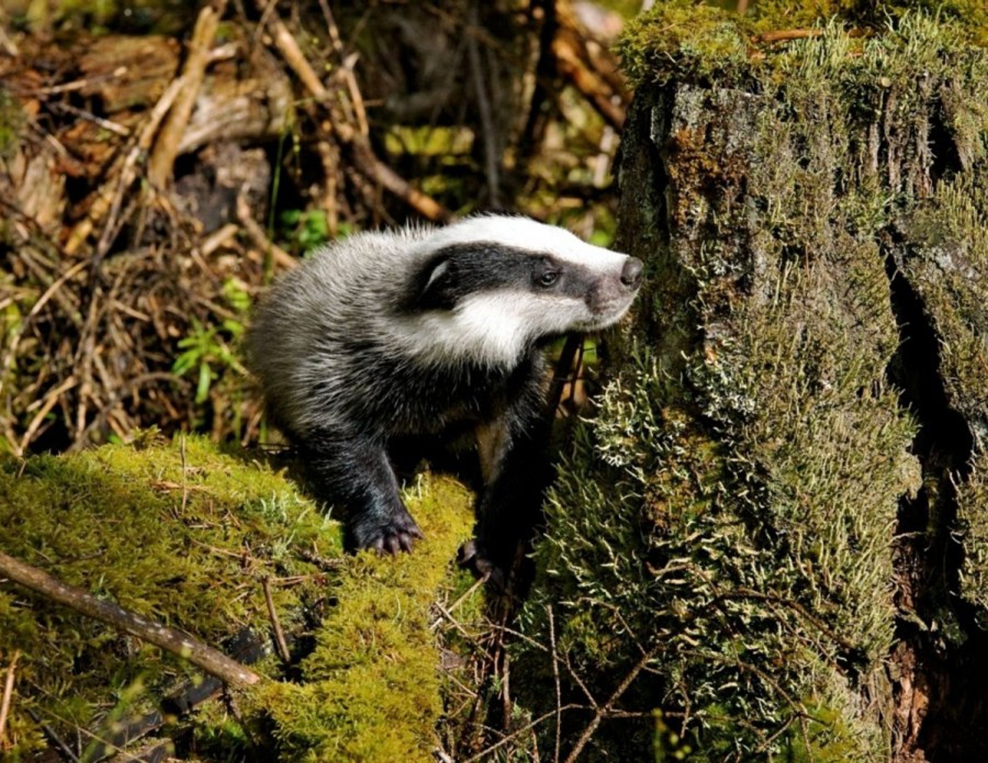 Laukiantiems pavasario šilumos barsukas gerų žinių neturi - Delfi grynas