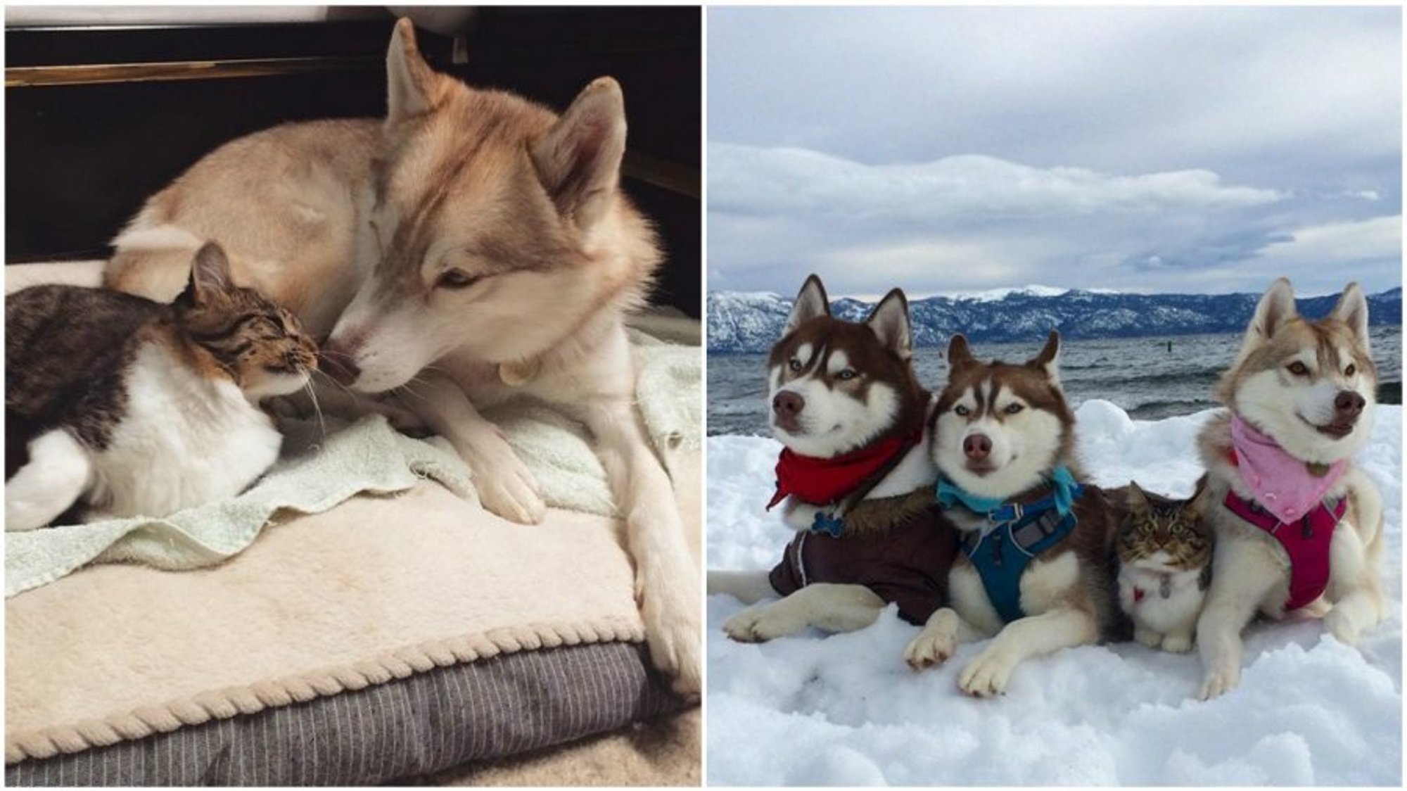 Mielumo viršūnė: geriausi kačiuko draugai – trys haskiai - Delfi grynas