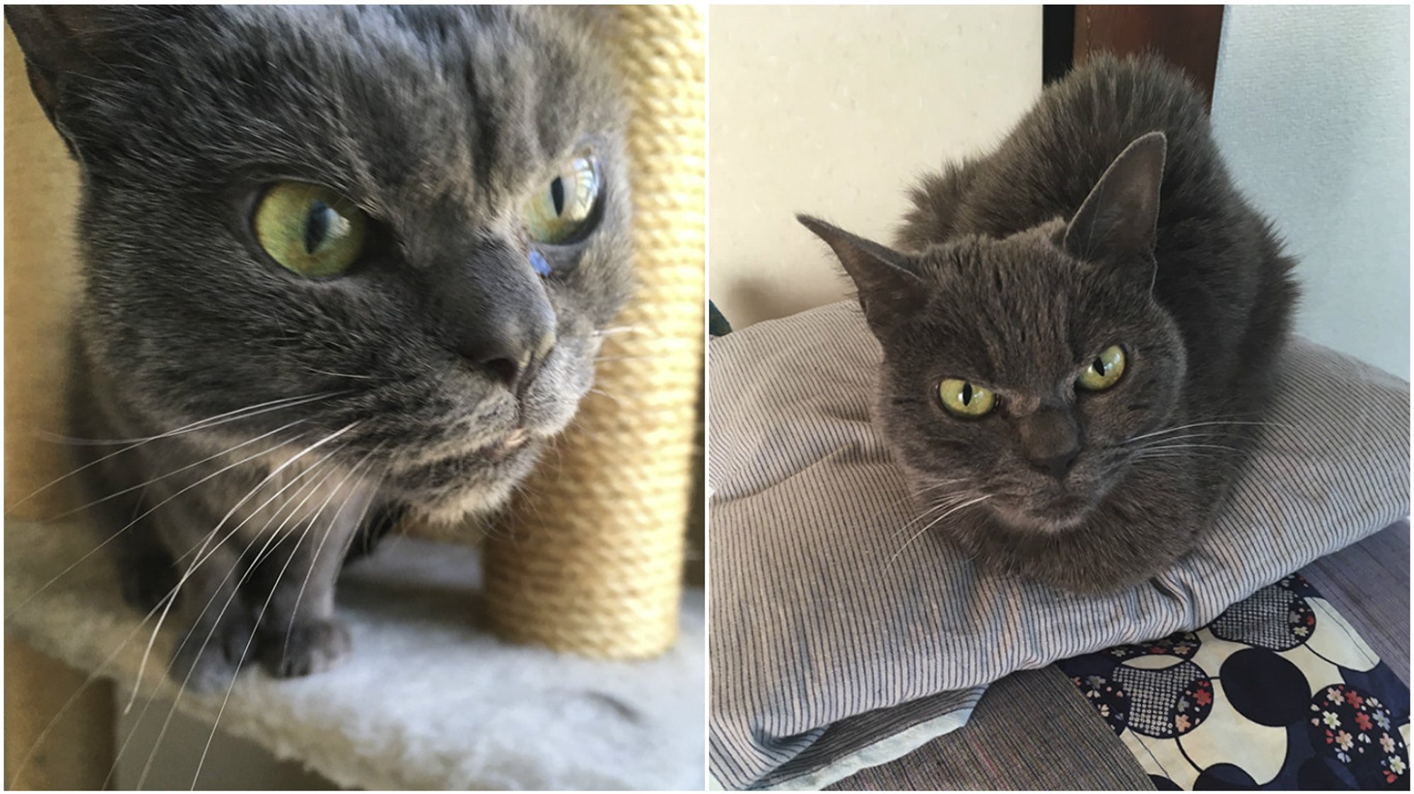 Toks piktas katinas tikra retenybė: atrodo, kad siunta ant viso ...