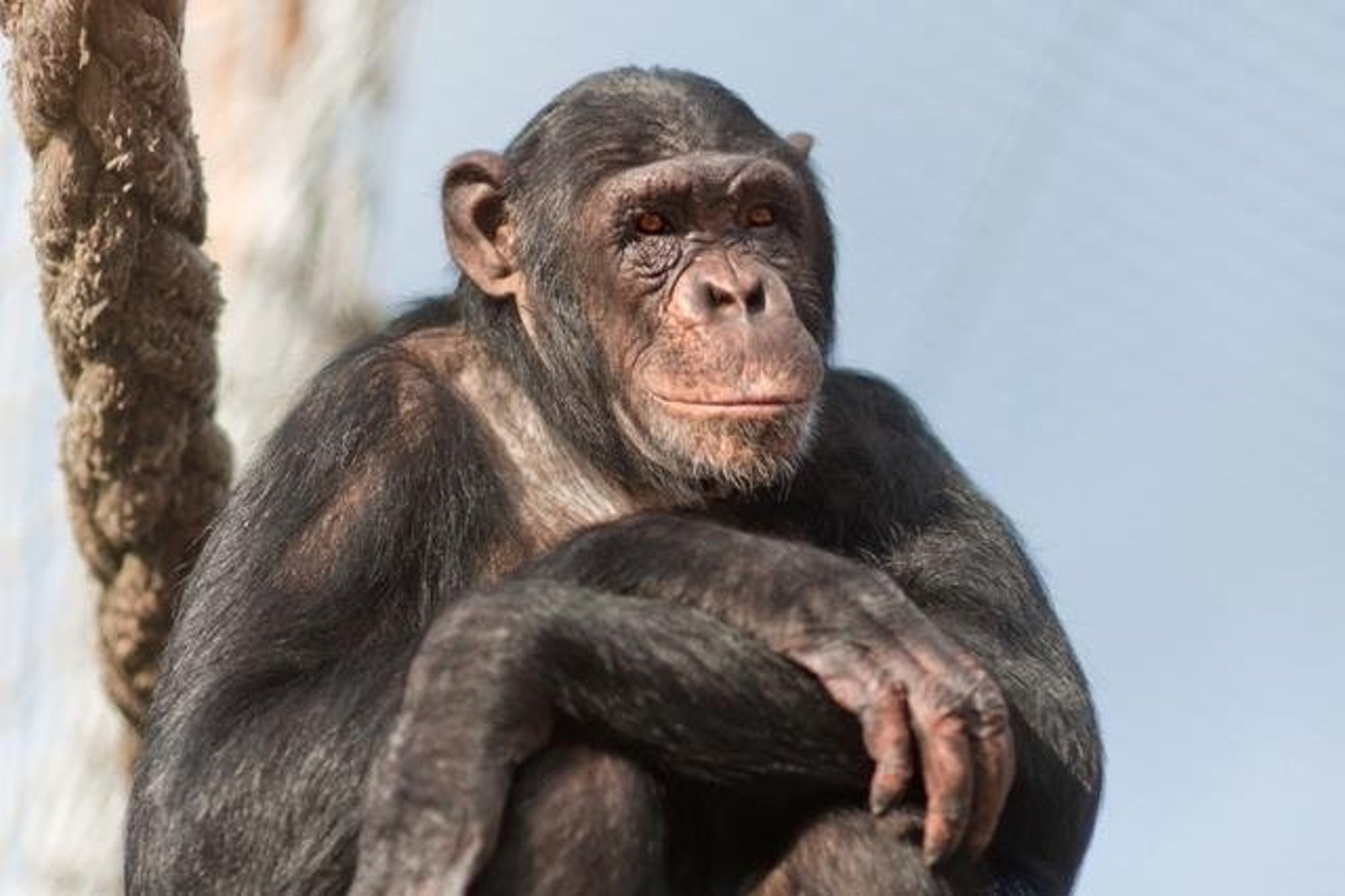 Natasha – geniali šimpanzė su charakteriu - Delfi grynas