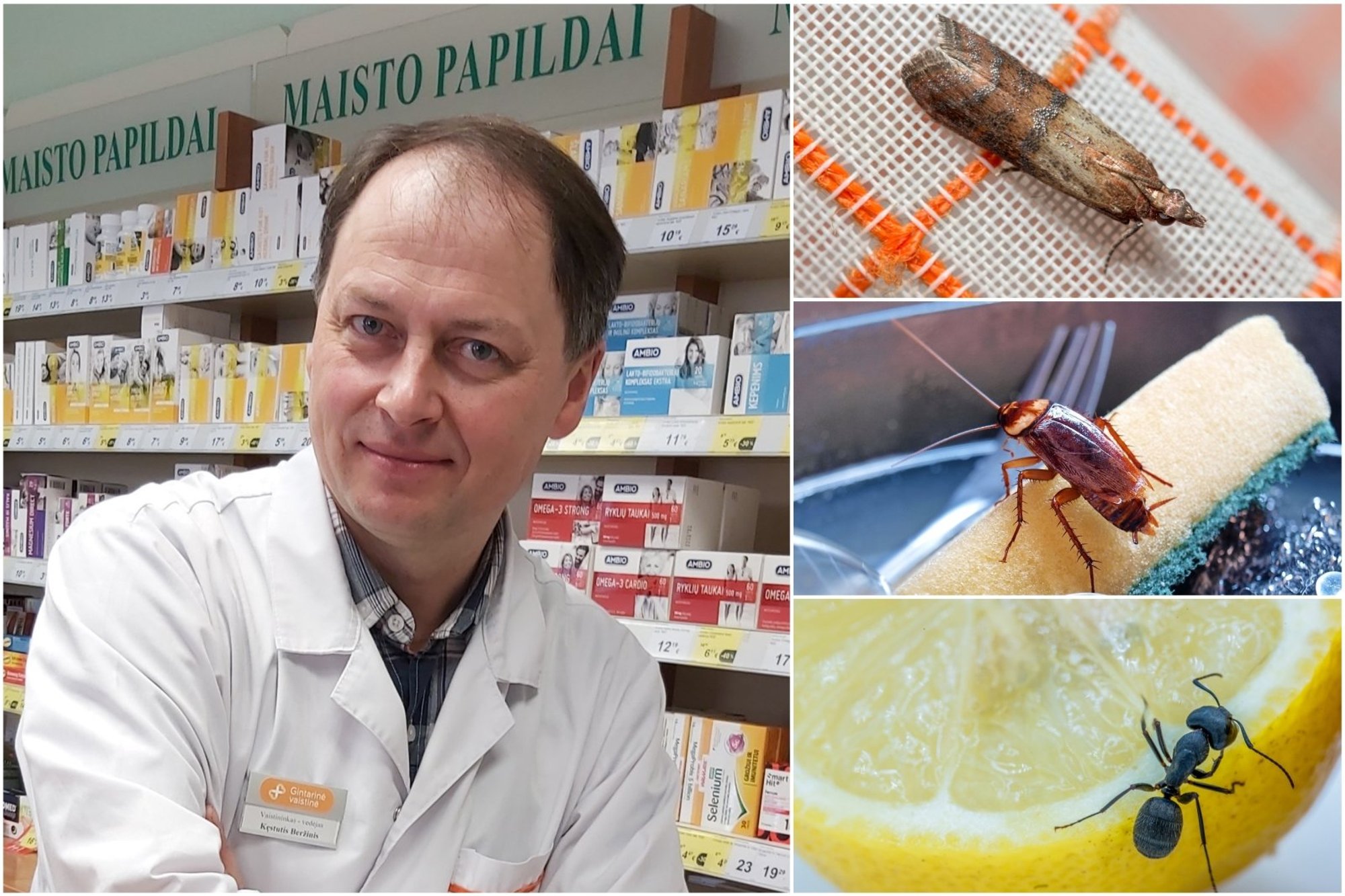 Tarakonai, kandys, skruzdės gali platinti pavojingas ligas ...