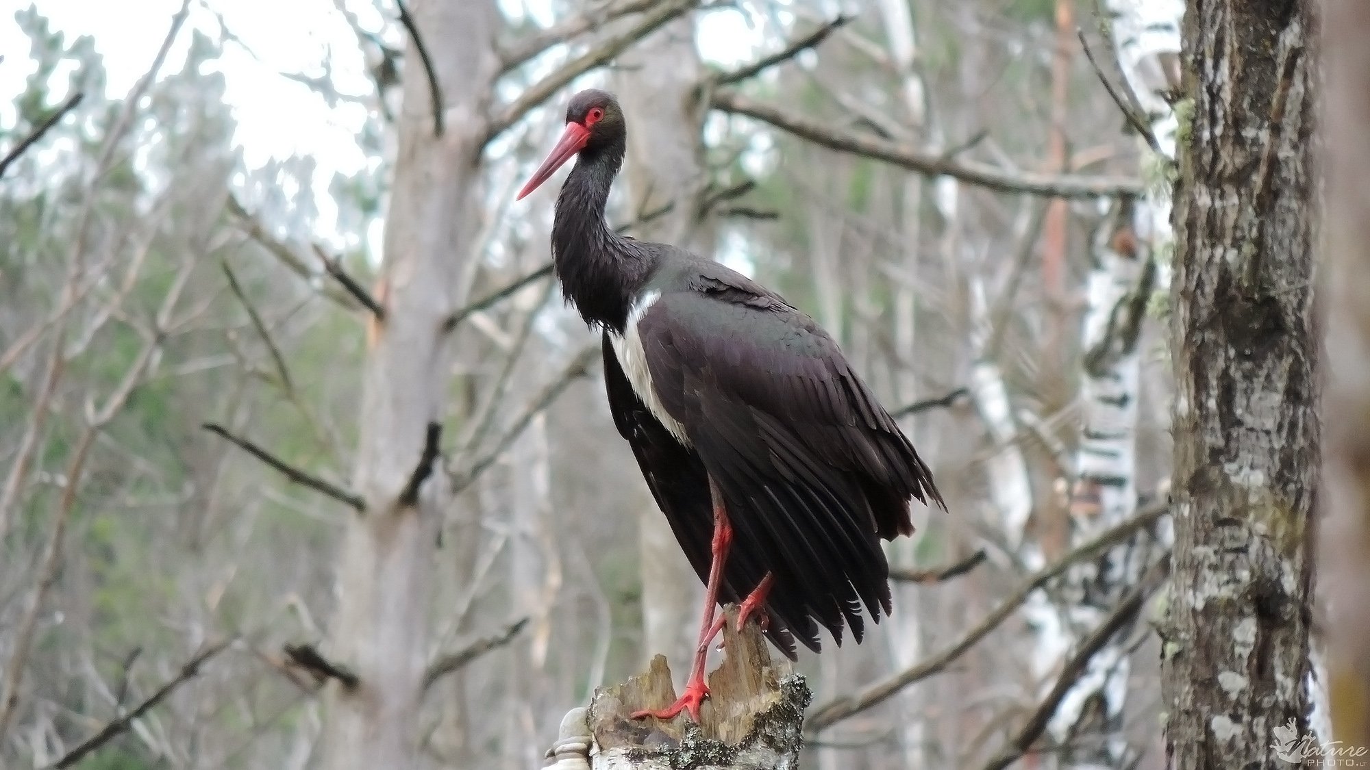 Būrys rečiausių rūšių Lietuvoje gyvens geriau - Delfi