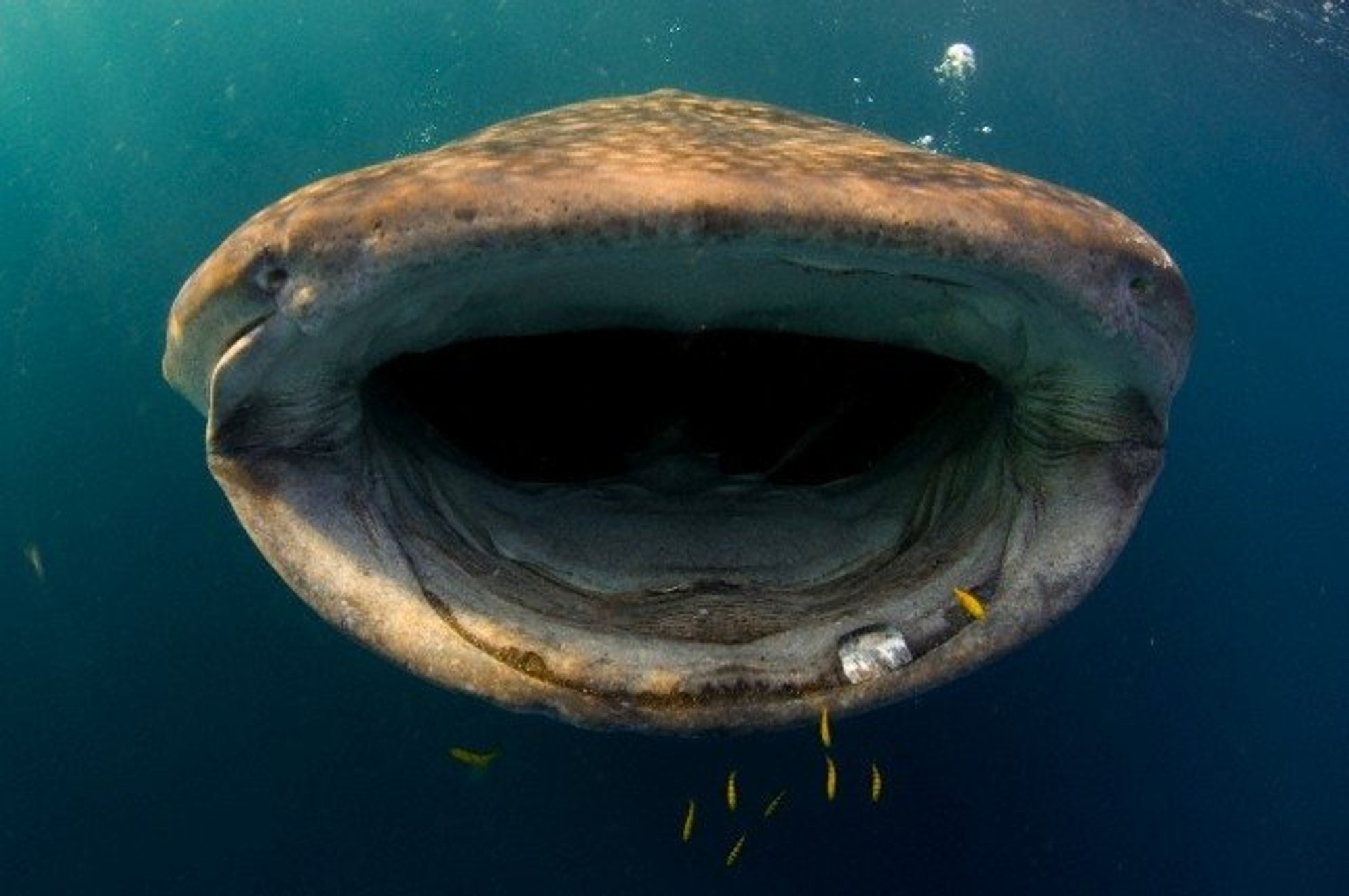 Didžiausias pasaulyje ryklių akvariumas - gyvai - Delfi grynas