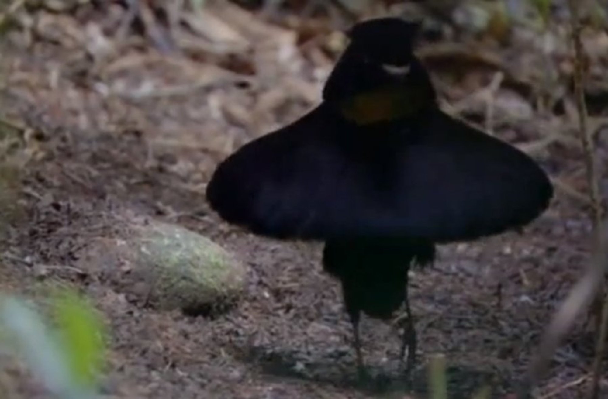 Rojaus paukštis patelę vilioja susižavėjimą keliančiu balerinos šokiu ...