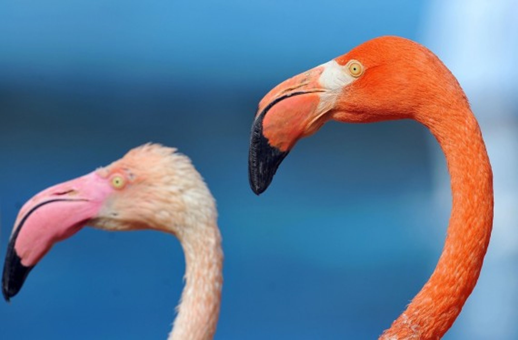 Kodėl flamingai stovi ant vienos kojos - Delfi grynas