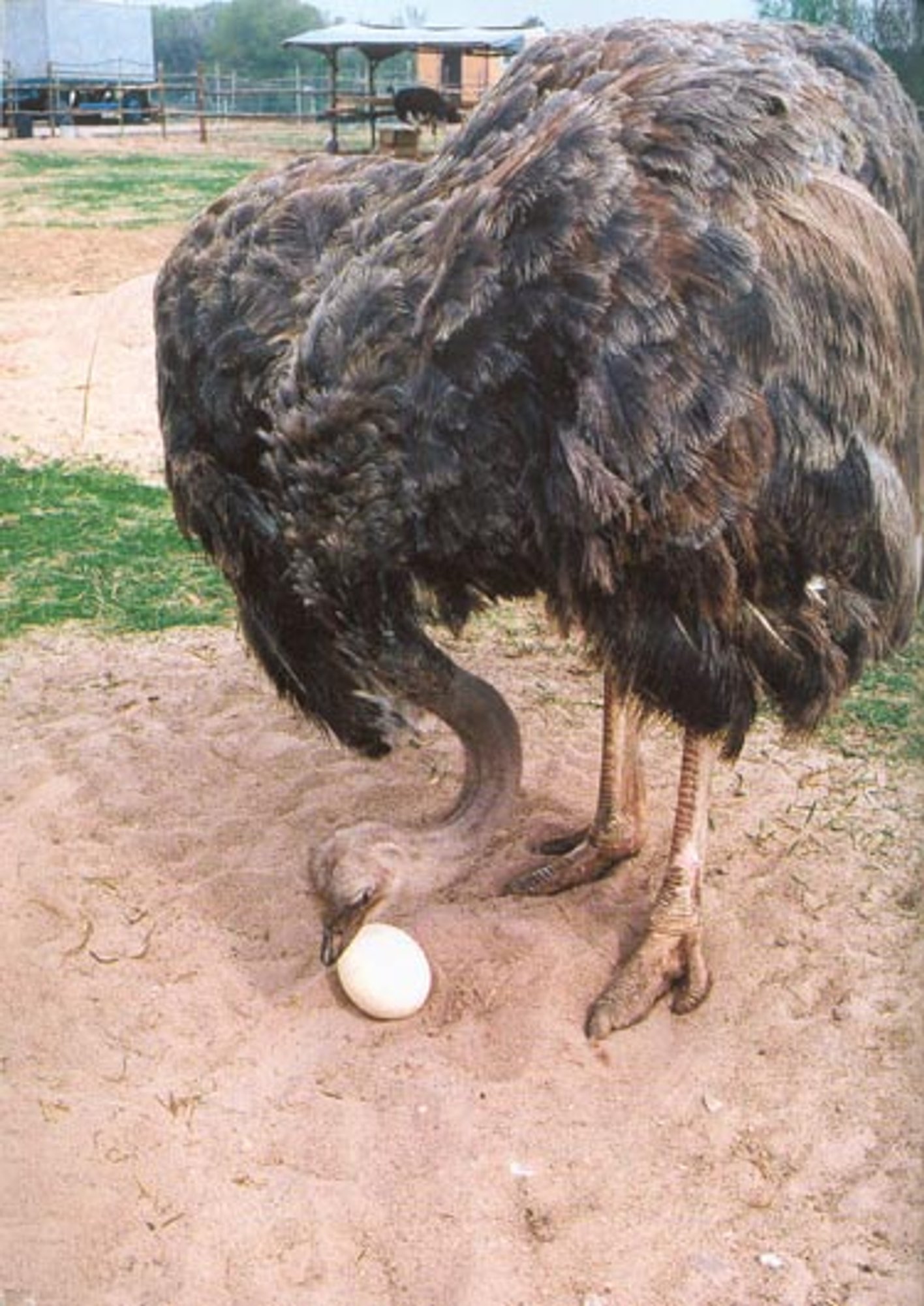 Stručio margutis turguje kainuoja apie 100 litų - Delfi verslas