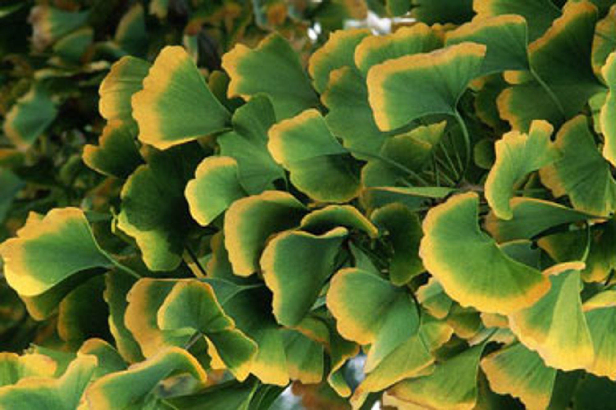 Pavojus sveikatai - maisto papilduose - Delfi sveikata